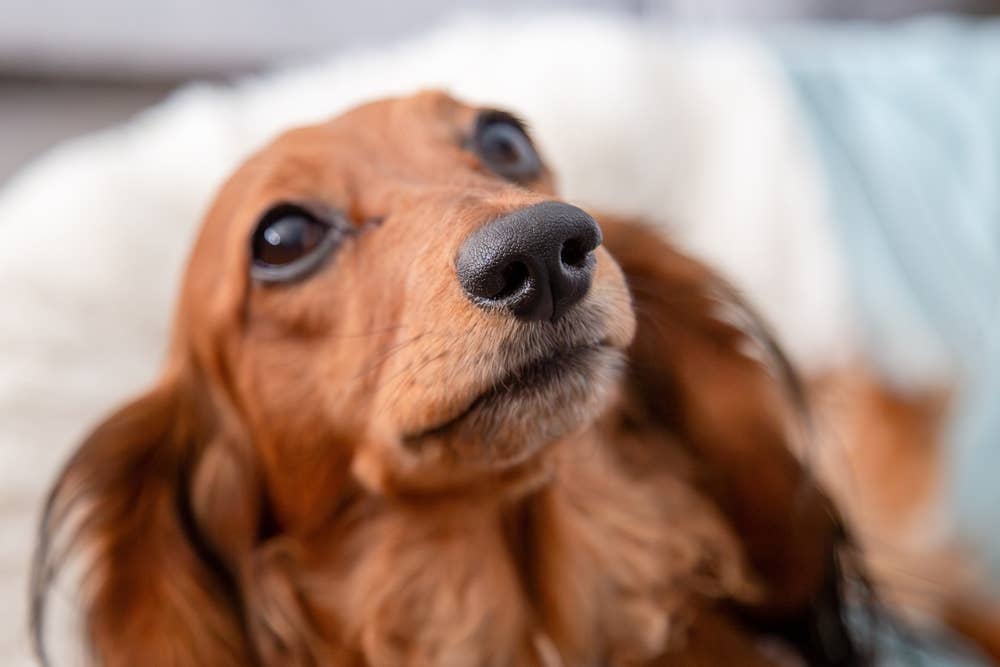 Why Dogs Stare at You—And What It Really Means - Parade Pets