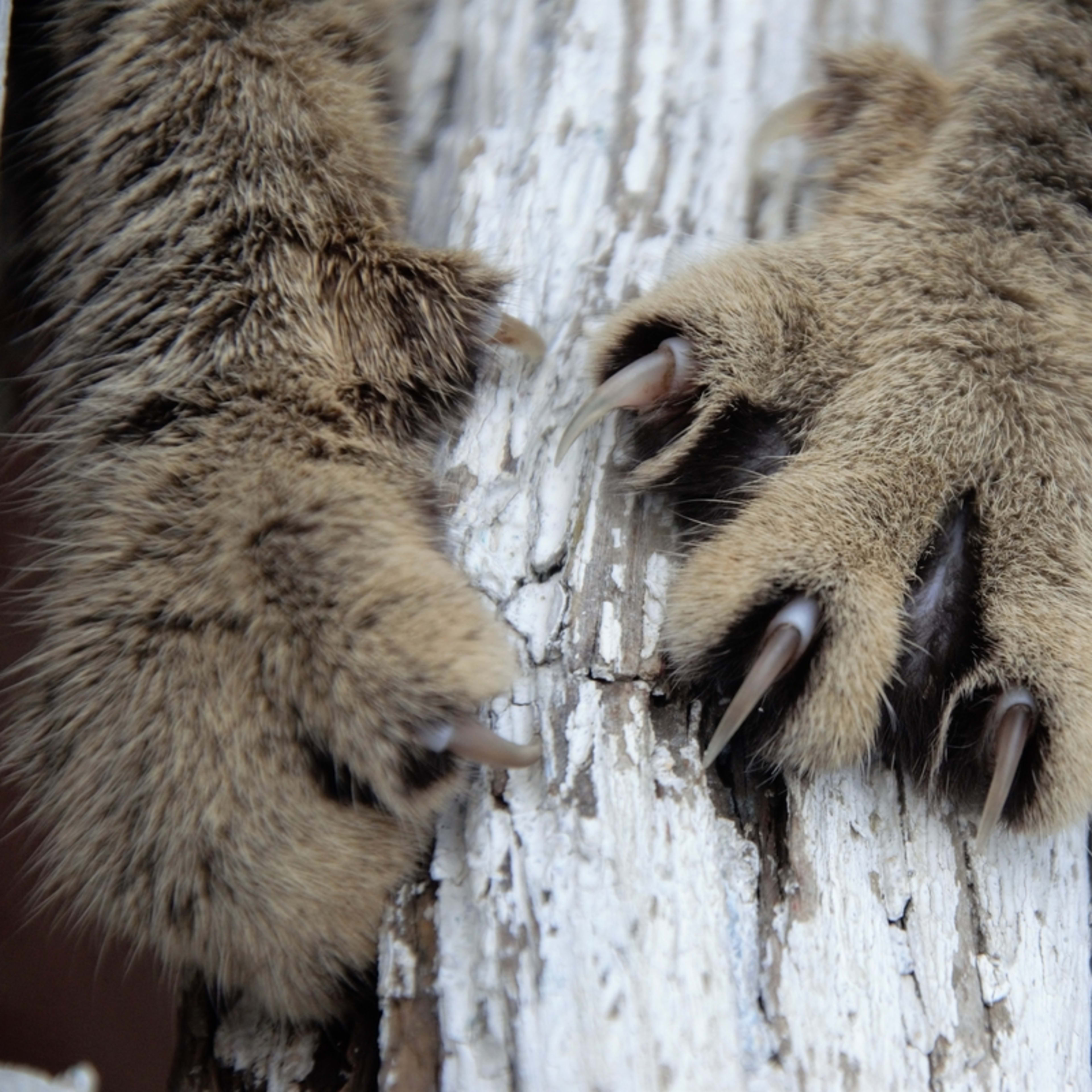 Tabby Cat Demands Mom Turn on Heated Bed With Genius Sequence of Events ...