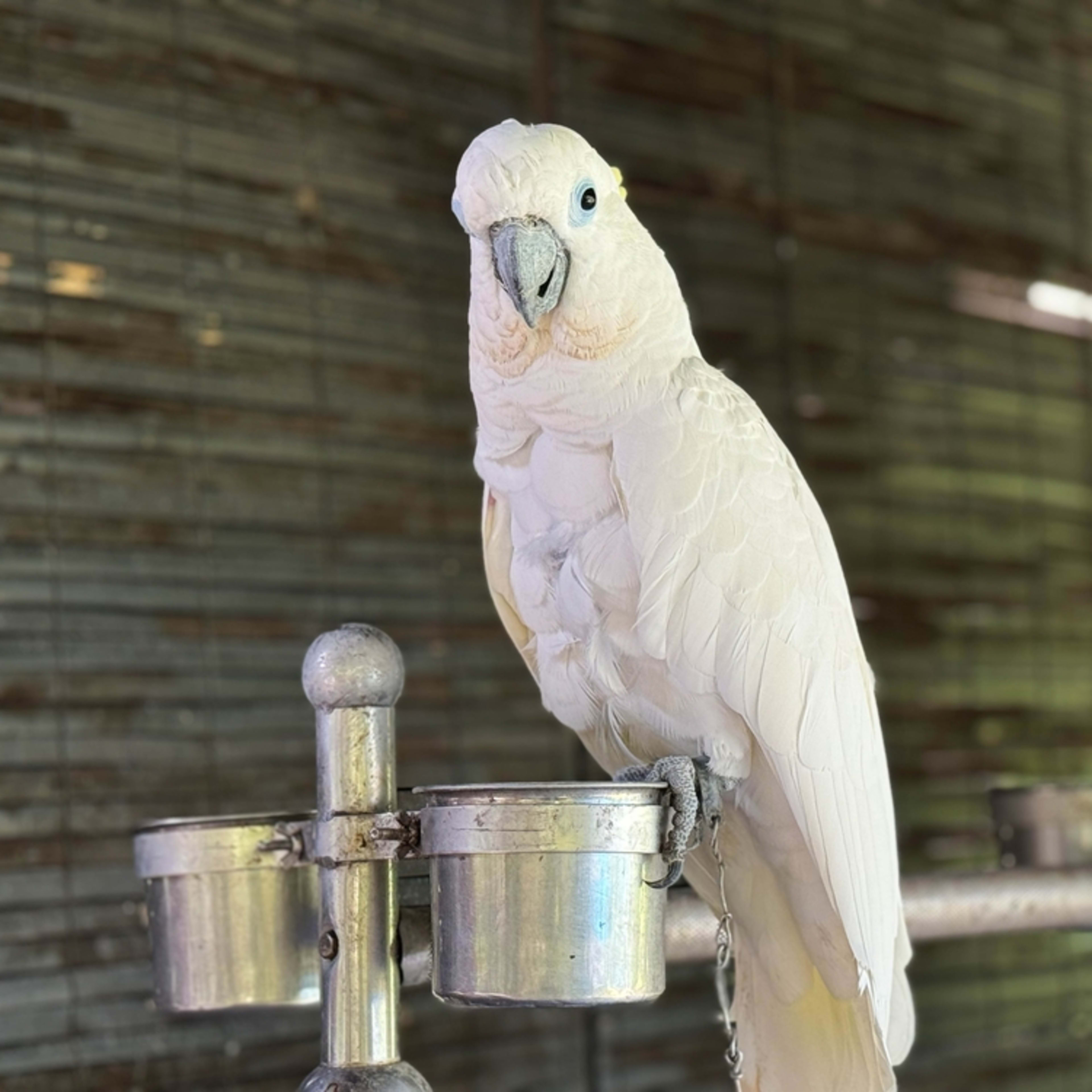 Oriental Shorthair Cat In Turtleneck Is Giving Prince Harry Vibes ...
