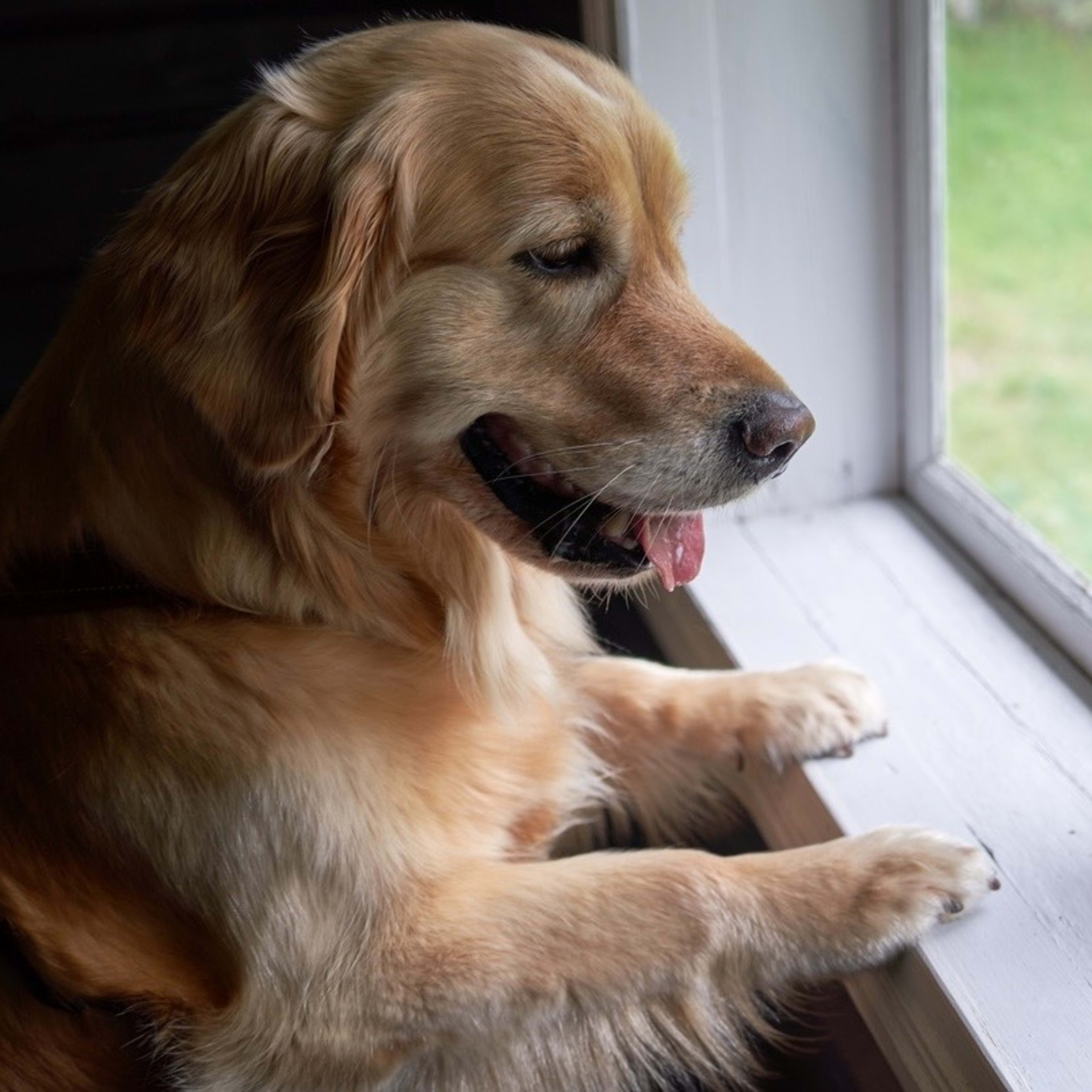 Goldendoodle's Cute Way of 'Helping Mom with Groceries' Makes Him the ...