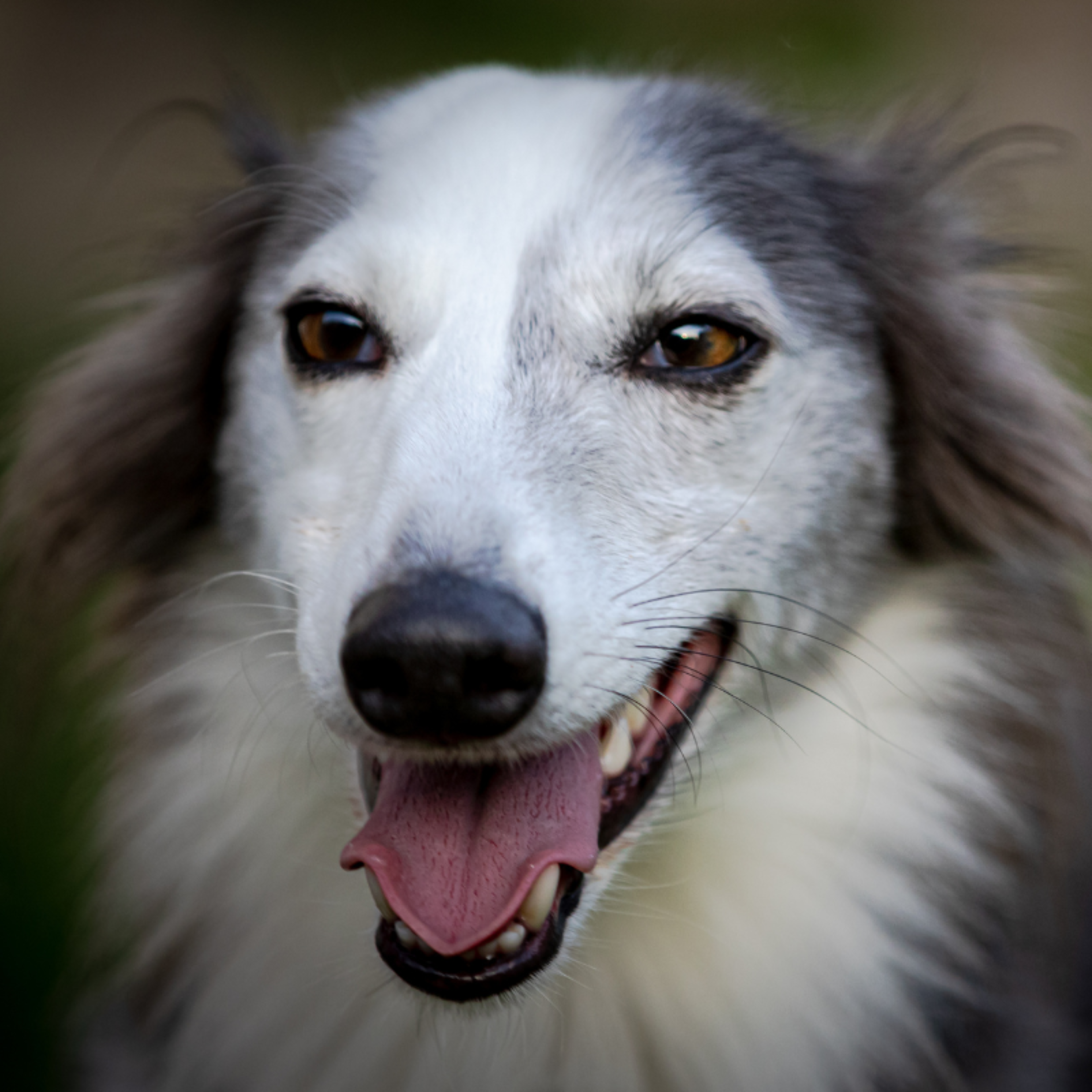 Rare Silken Windhound Dog Posing for Photo Is the Definition of Regal ...