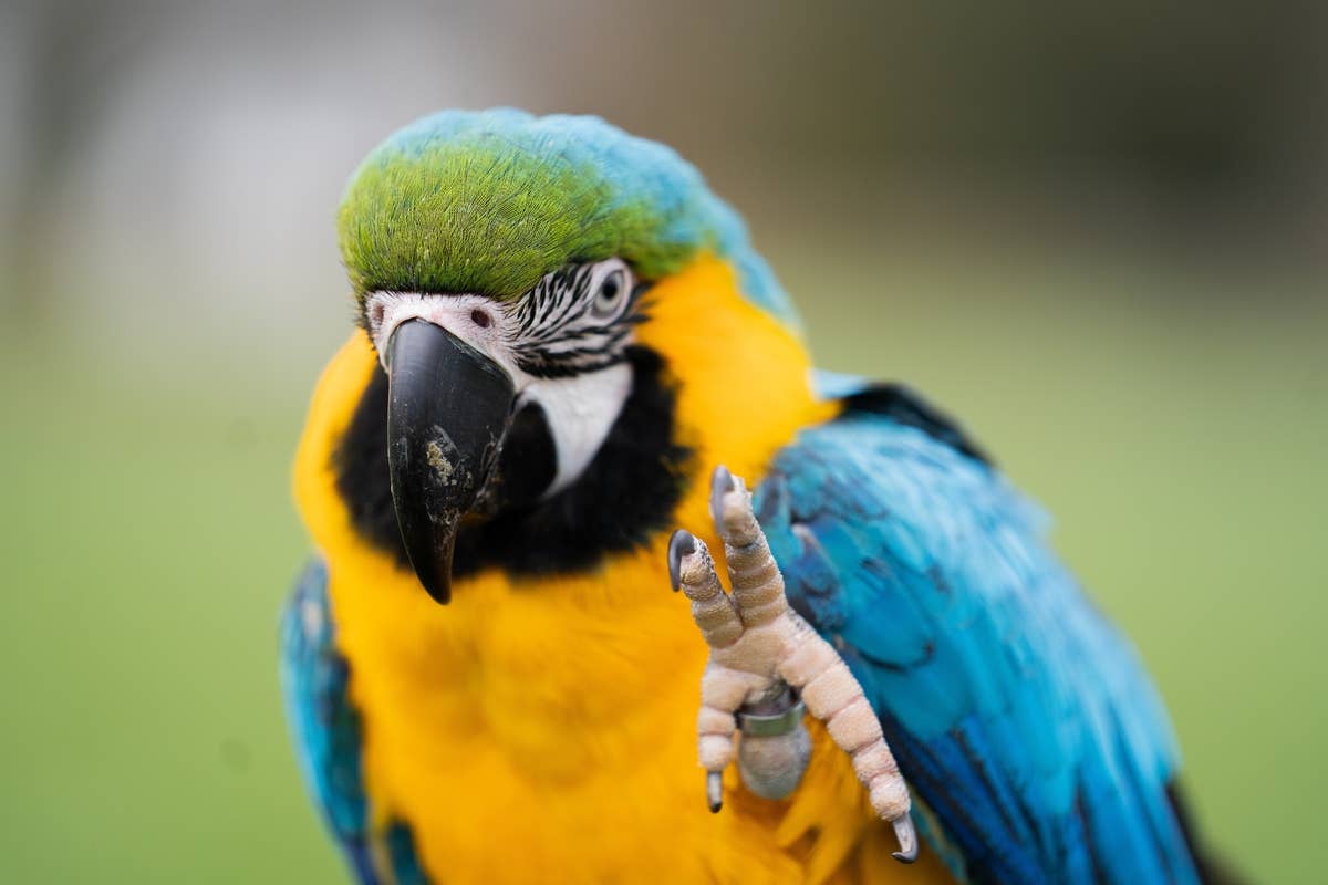 Macaw Who 'Chooses Violence' Uses Scissors to Show Dog Who's Boss ...
