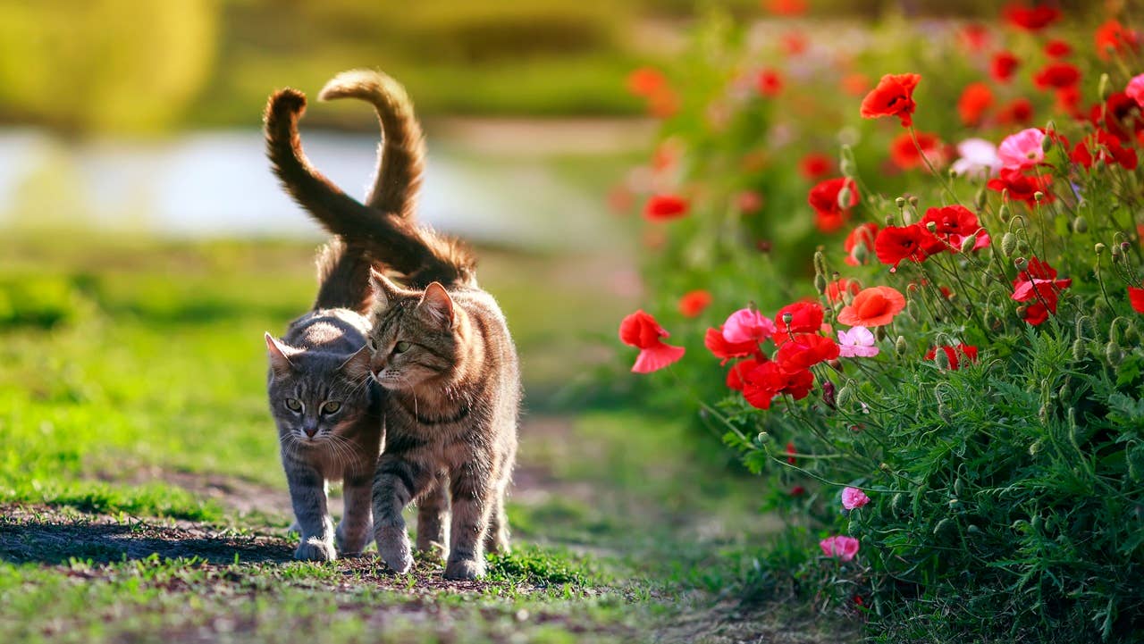 8 Cute and Silly Signs Your Cat Is Happy, According to a Vet - Parade Pets