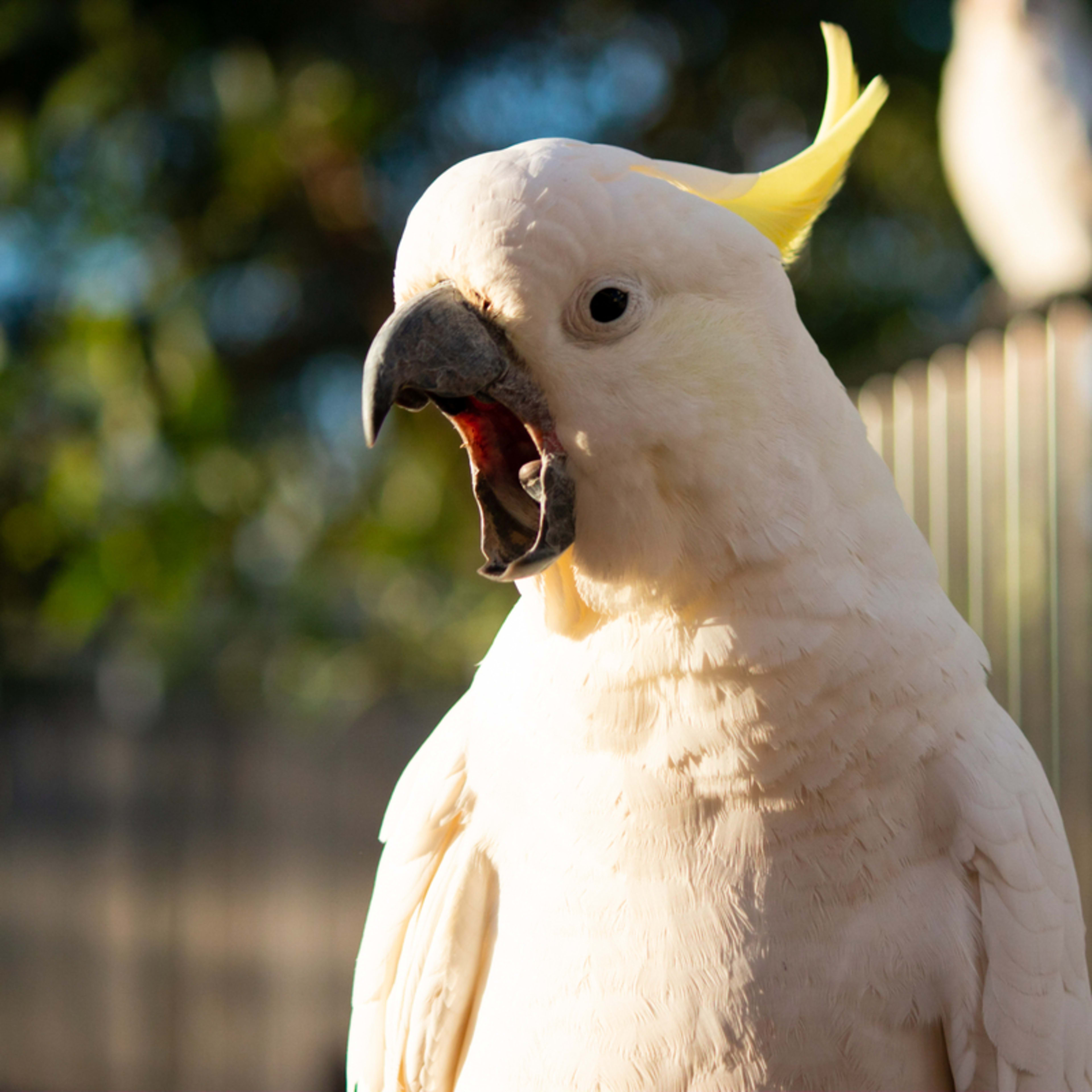 The #1 Mistake Pet Parents Make When Hosting Holiday Parties - Parade Pets