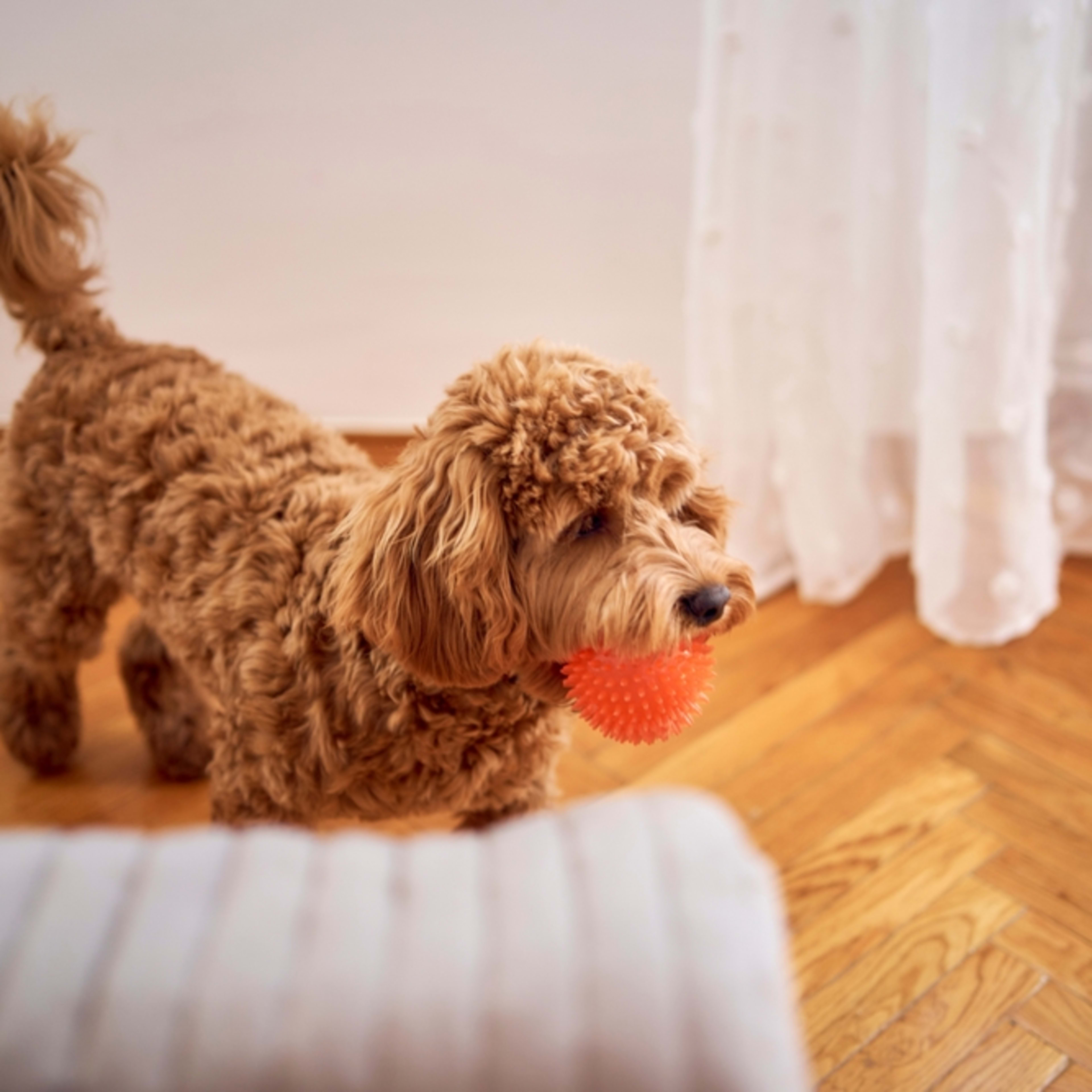 Poodle Gets Scolded Just Like a Human Kid and We Don't Know Whether to ...