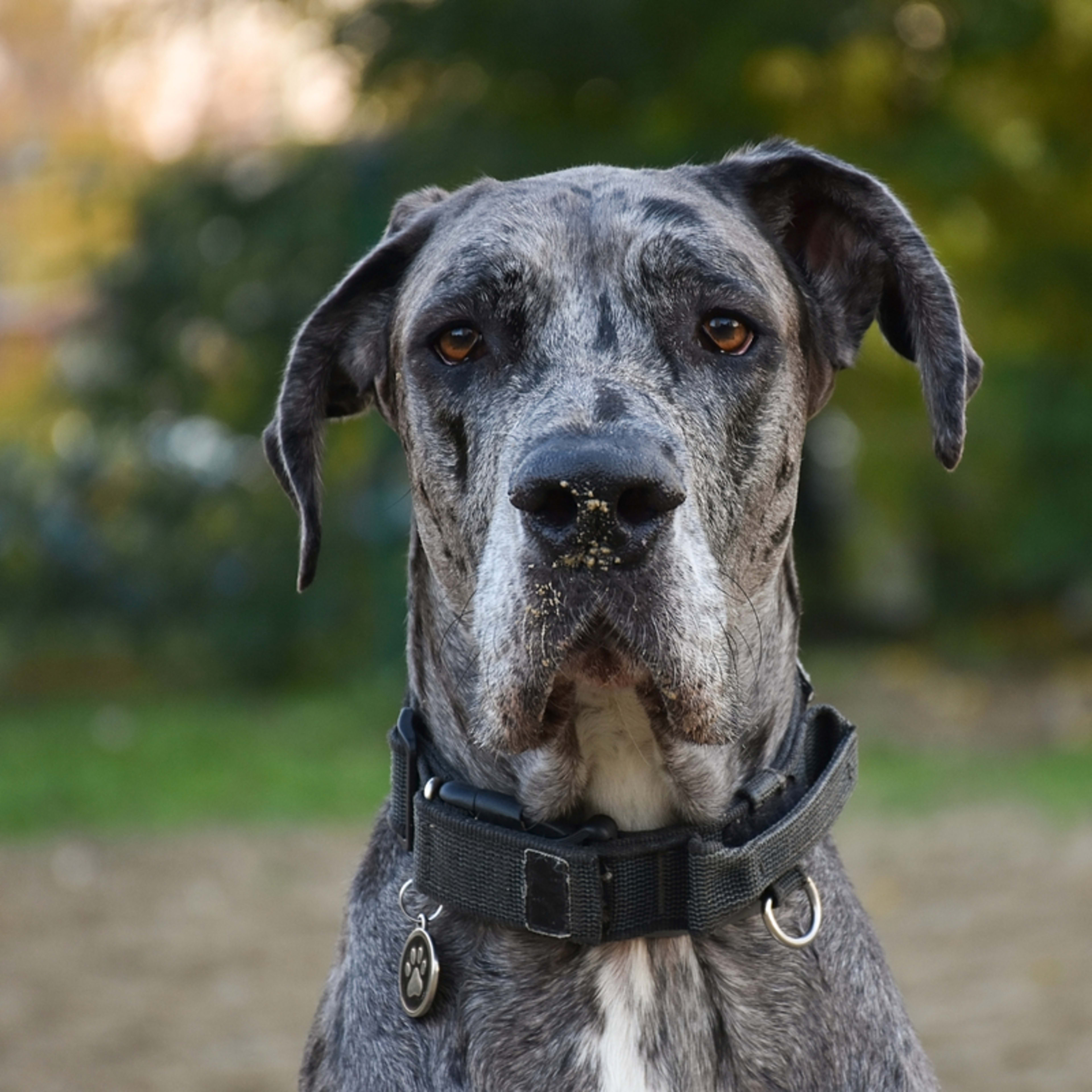 9 Dachshunds Discover the Fun Perks of Having a Great Dane Foster ...