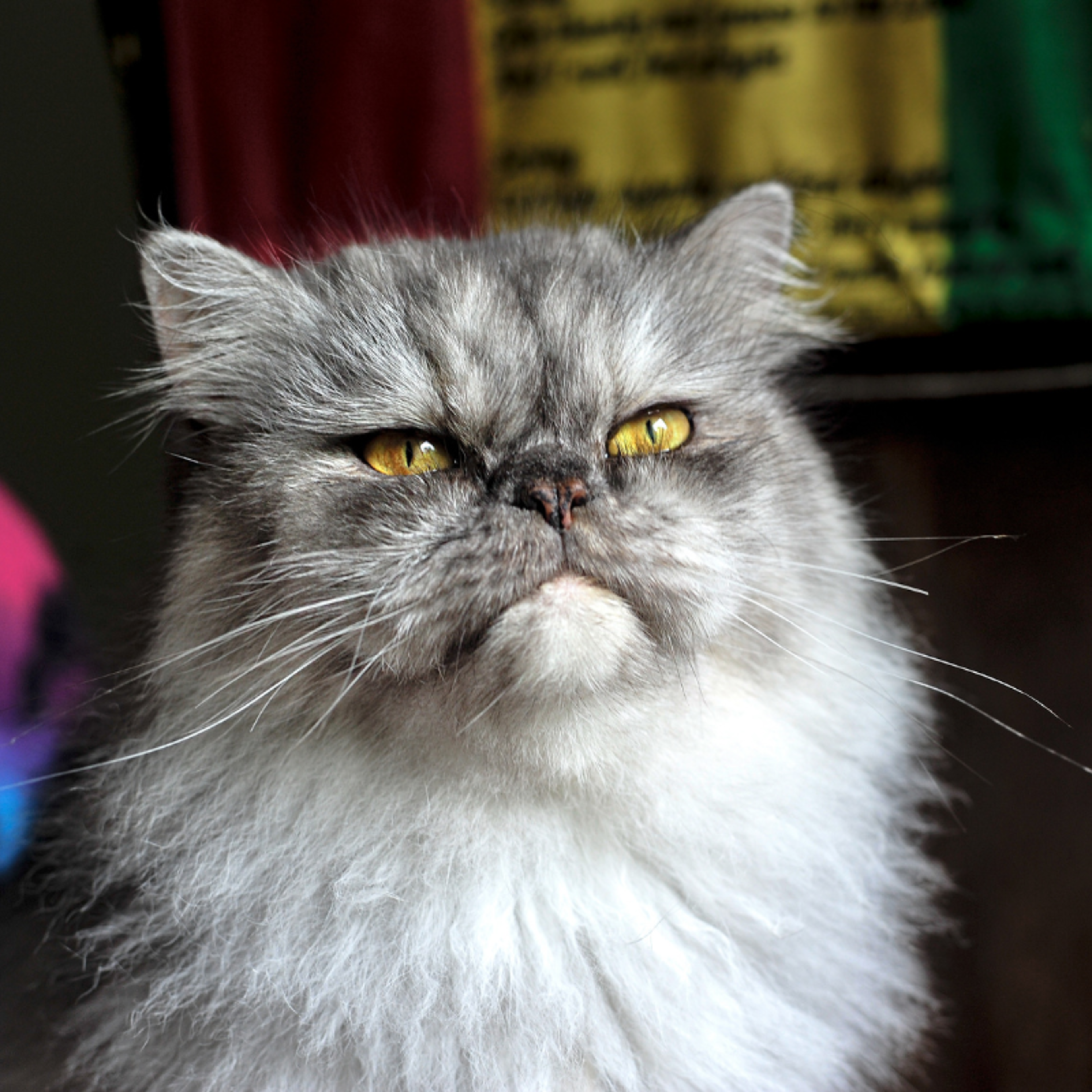 Grumpy Persian Cat Is Not Feeling the Christmas Spirit at All - Parade Pets