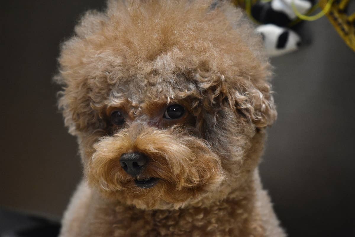 7 Best Dog Breeds for Single Women, Recommended by Experts - Parade Pets