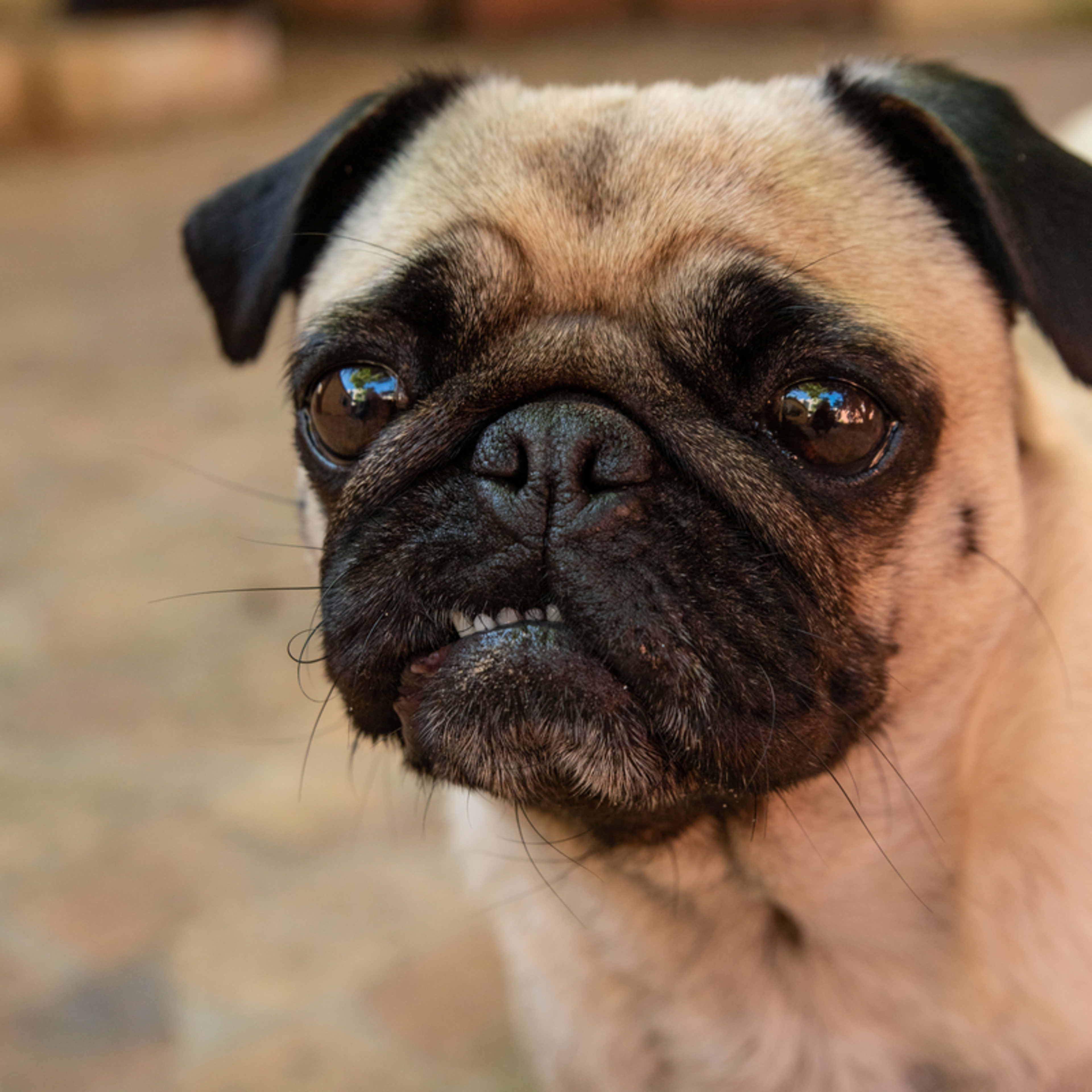 Blue Staffy’s Walk Gets a Rain Delay and Her Sadness Is So Real ...