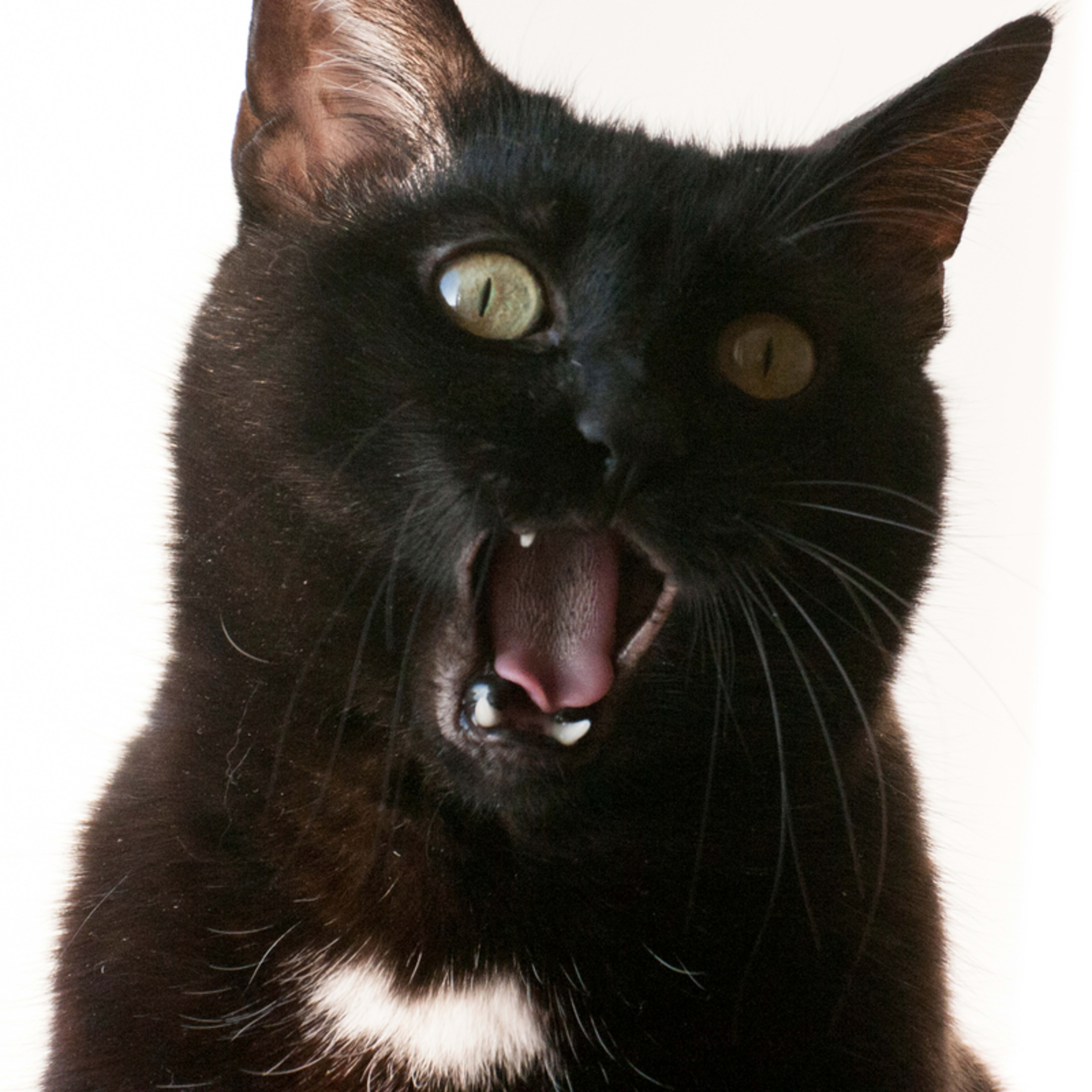 Black Cat Pants Like an Adorably Cartoonish Dog After Hardcore Play ...