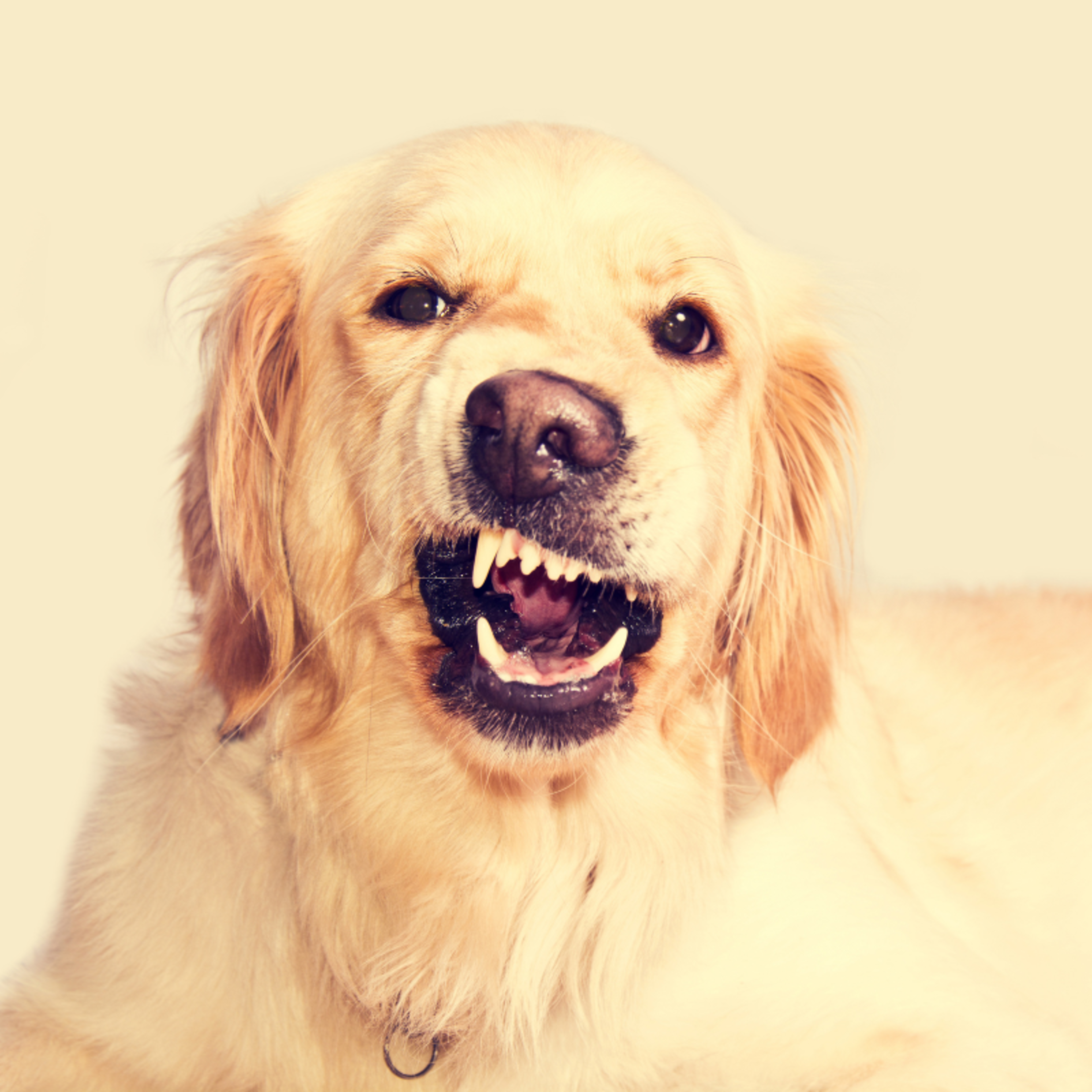 Golden Retriever’s Attempt To 'Look Tough' About New Puppy Is Cracking ...