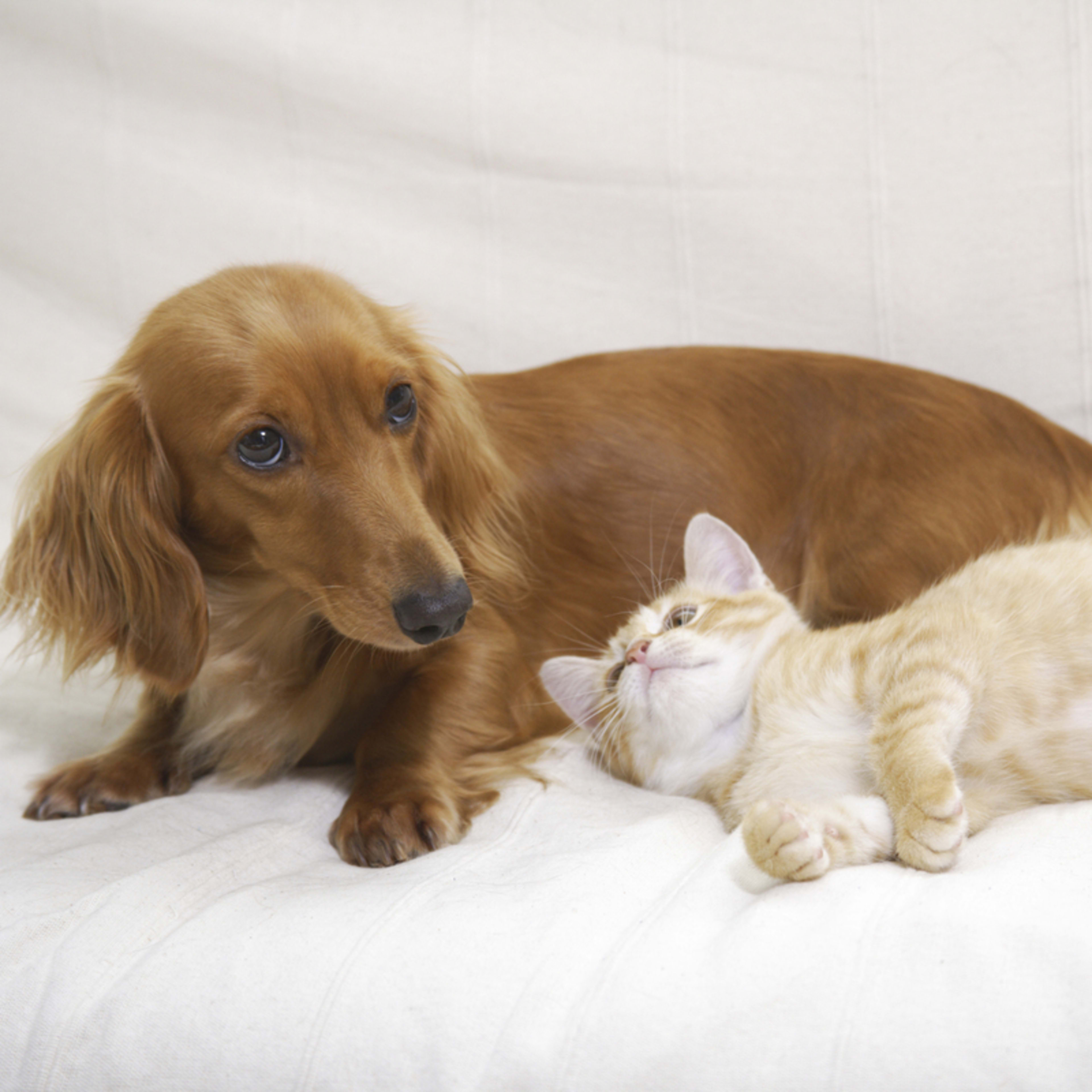 Orange Cat Thinks Dachshund Is 'Mom' in Precious Clip - Parade Pets