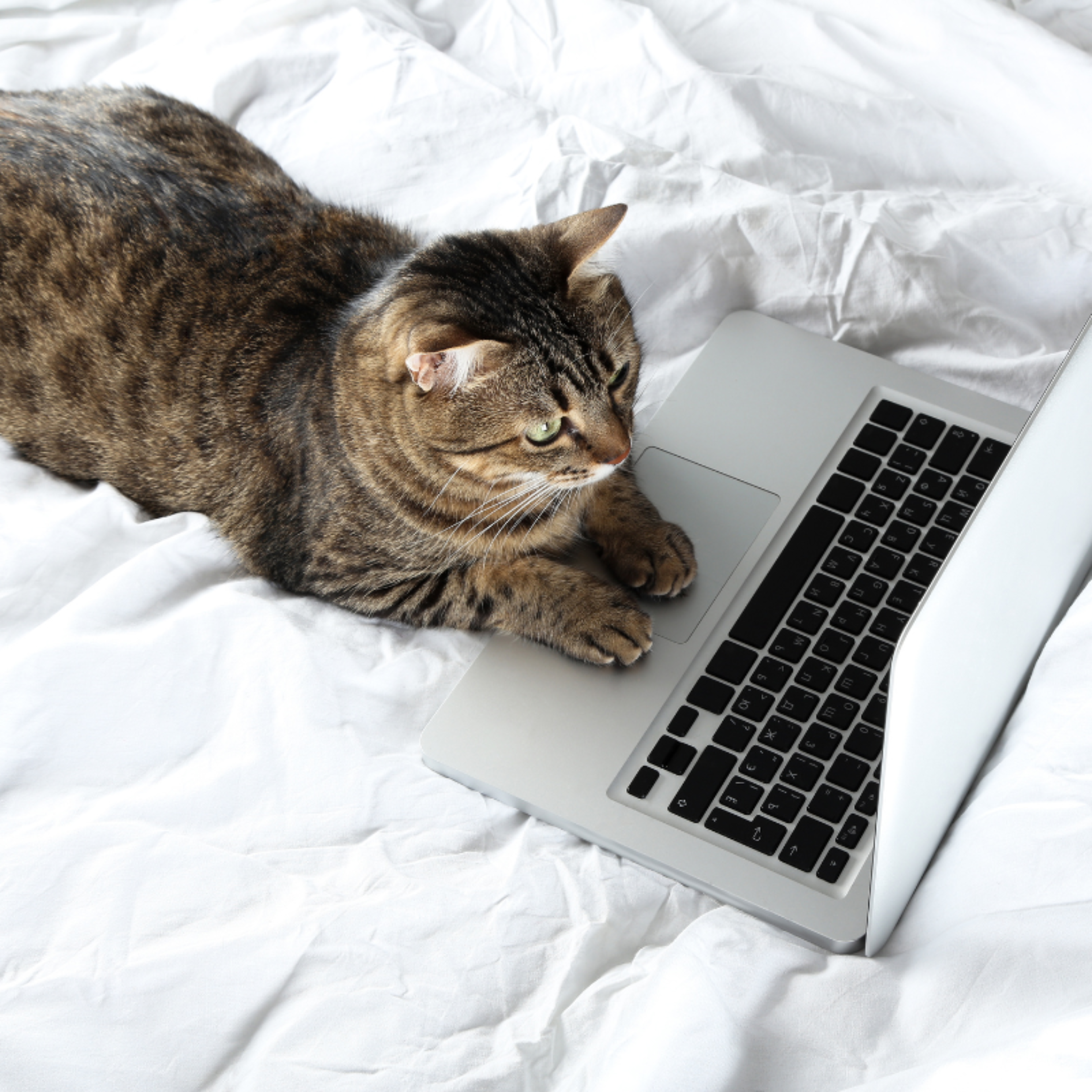 Vet Clinic Cat Turns Pestering Co-Workers Into An Art Form - Parade Pets