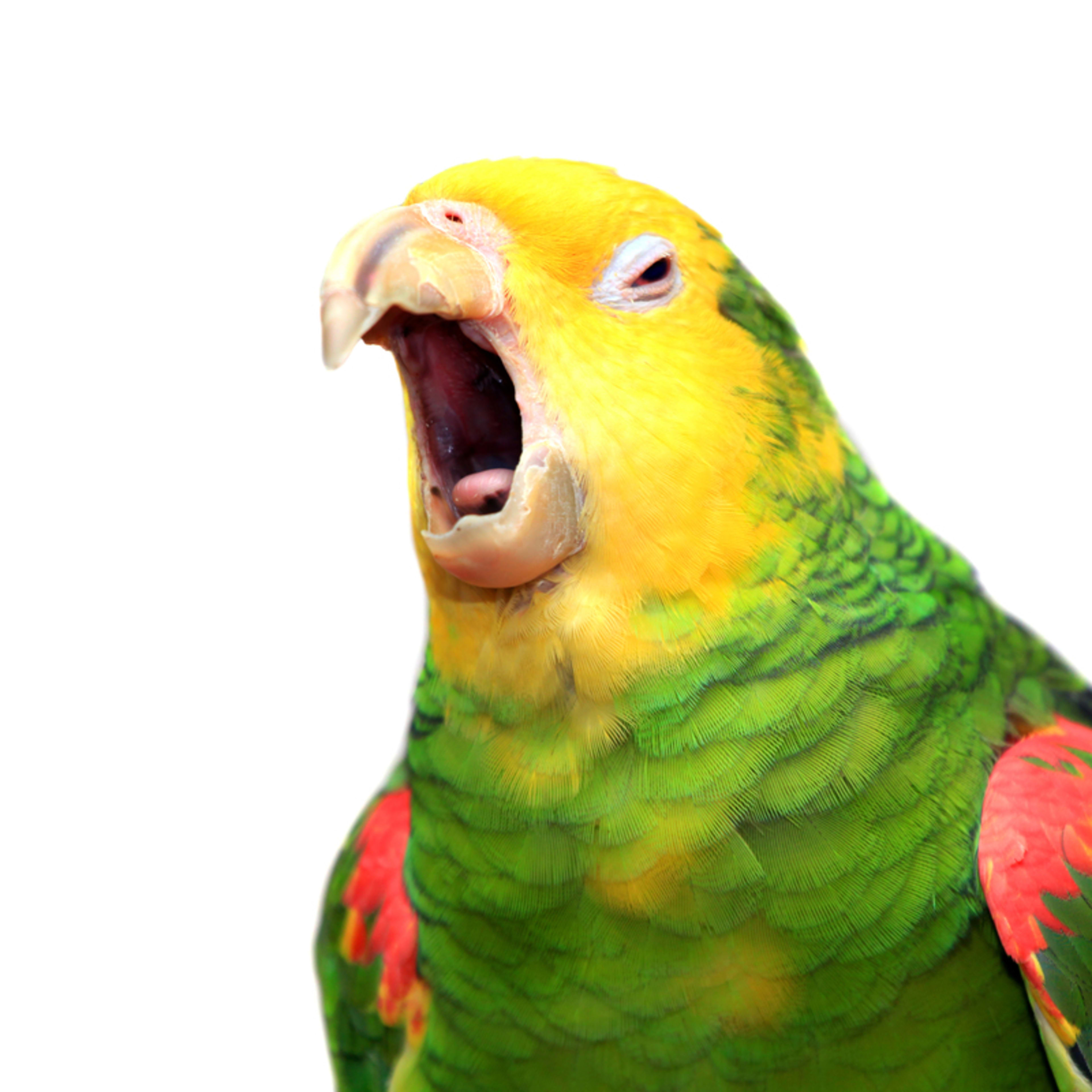 Raccoon's Reaction to Taking Down the Christmas Tree Is Relatable ...