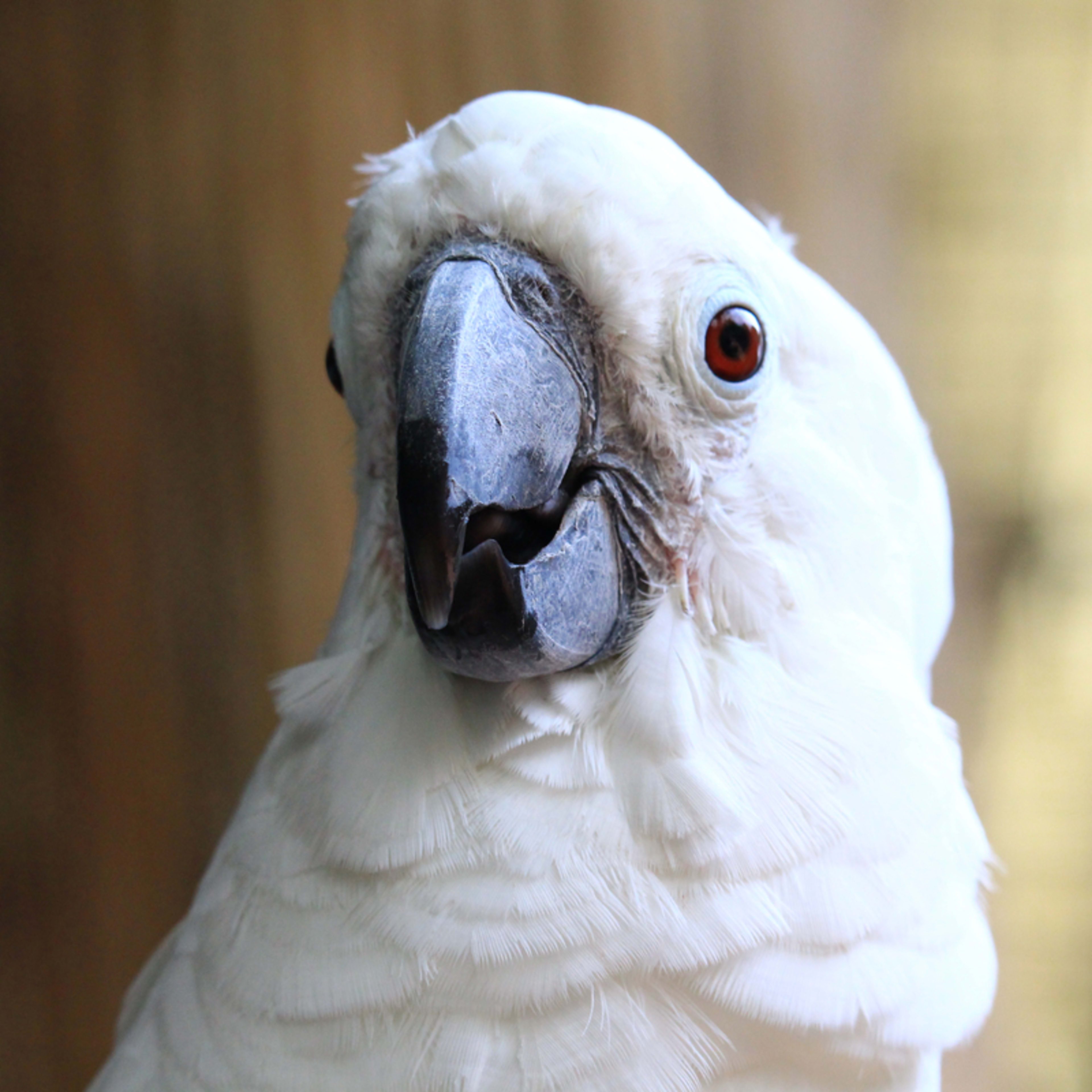 Dachshund Gets a Custom Bike Seat From Grandpa, and It’s Too Good for ...