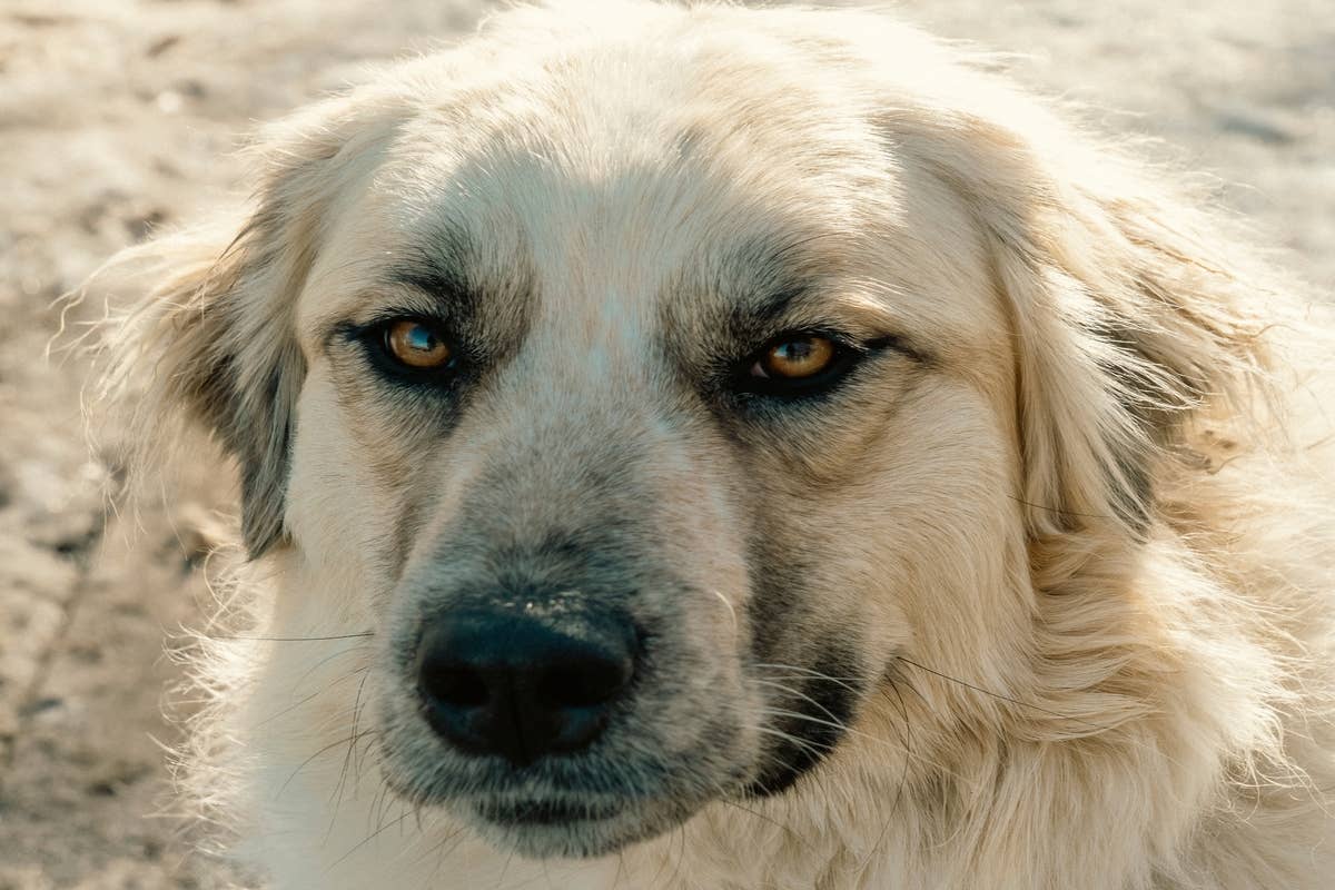 8 Words That Make Your Dog Feel Loved, Says a Trainer - Parade Pets