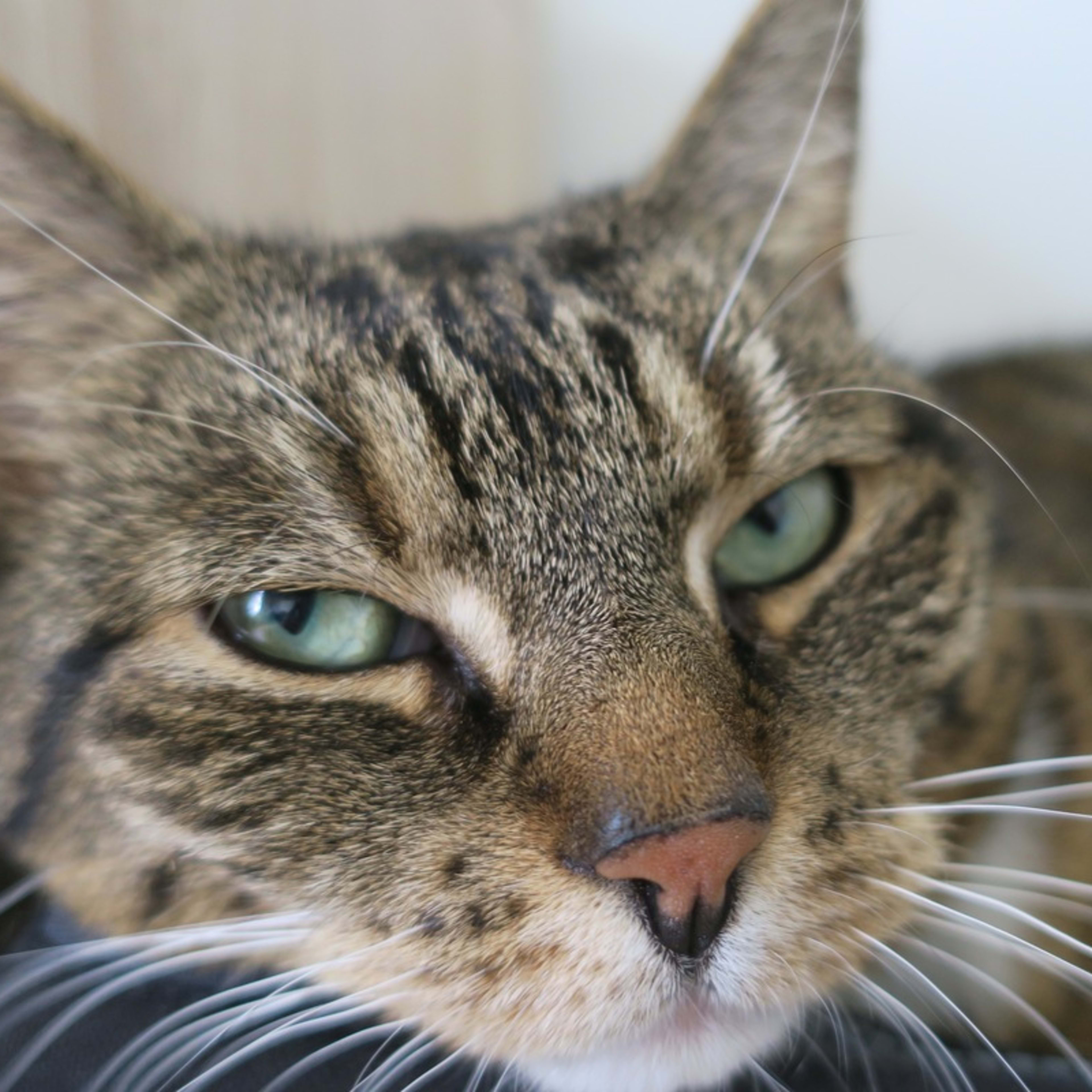 7 Small Hypoallergenic Dog Breeds That Don’t Shed Everywhere - Parade Pets