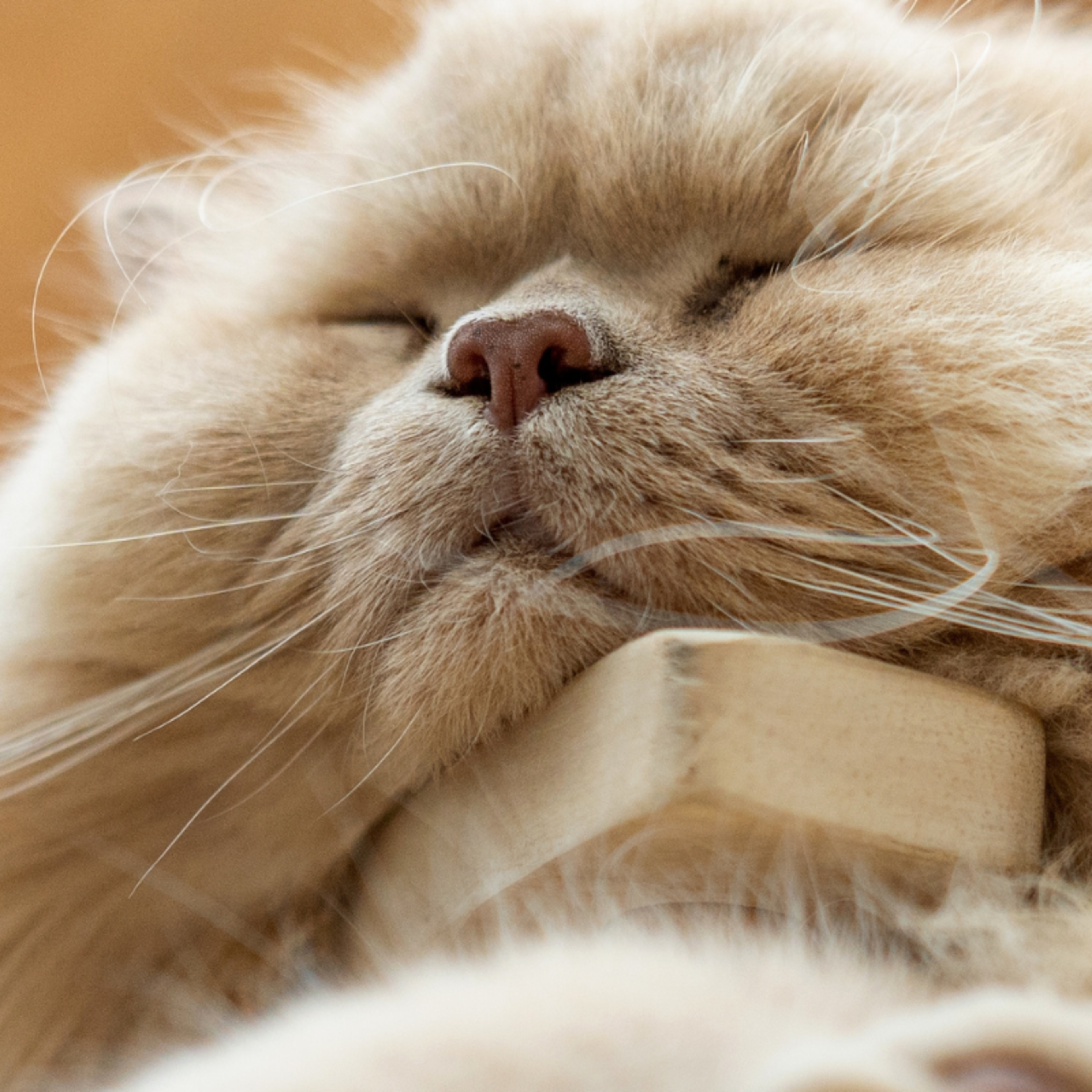 Rare Orange Cat Missing Most of His Stripes Is a Total Showstopper ...