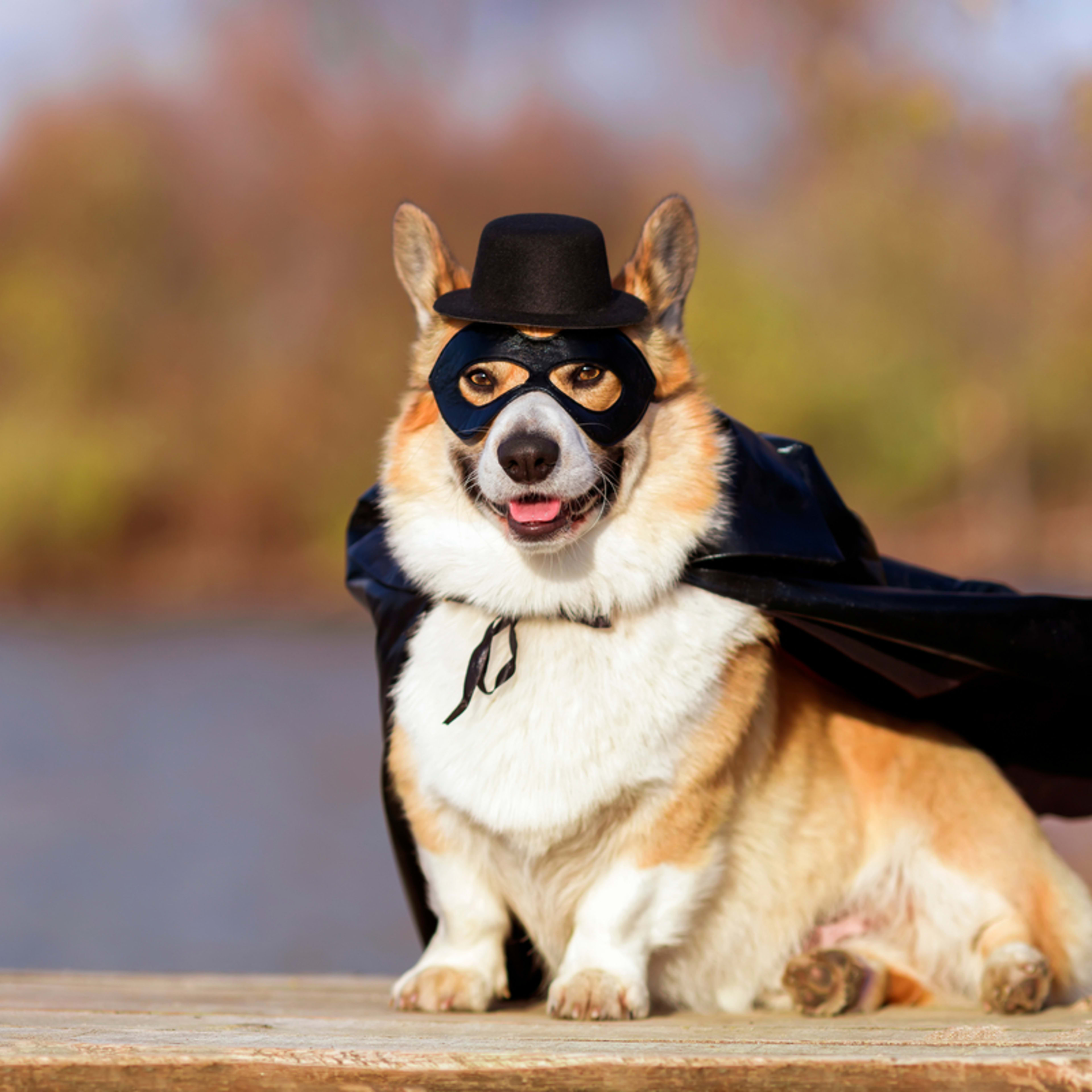 corgis fighting funny