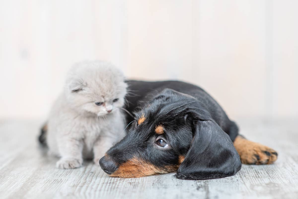 15 Telltale Signs Your Cat Loves You - Parade Pets