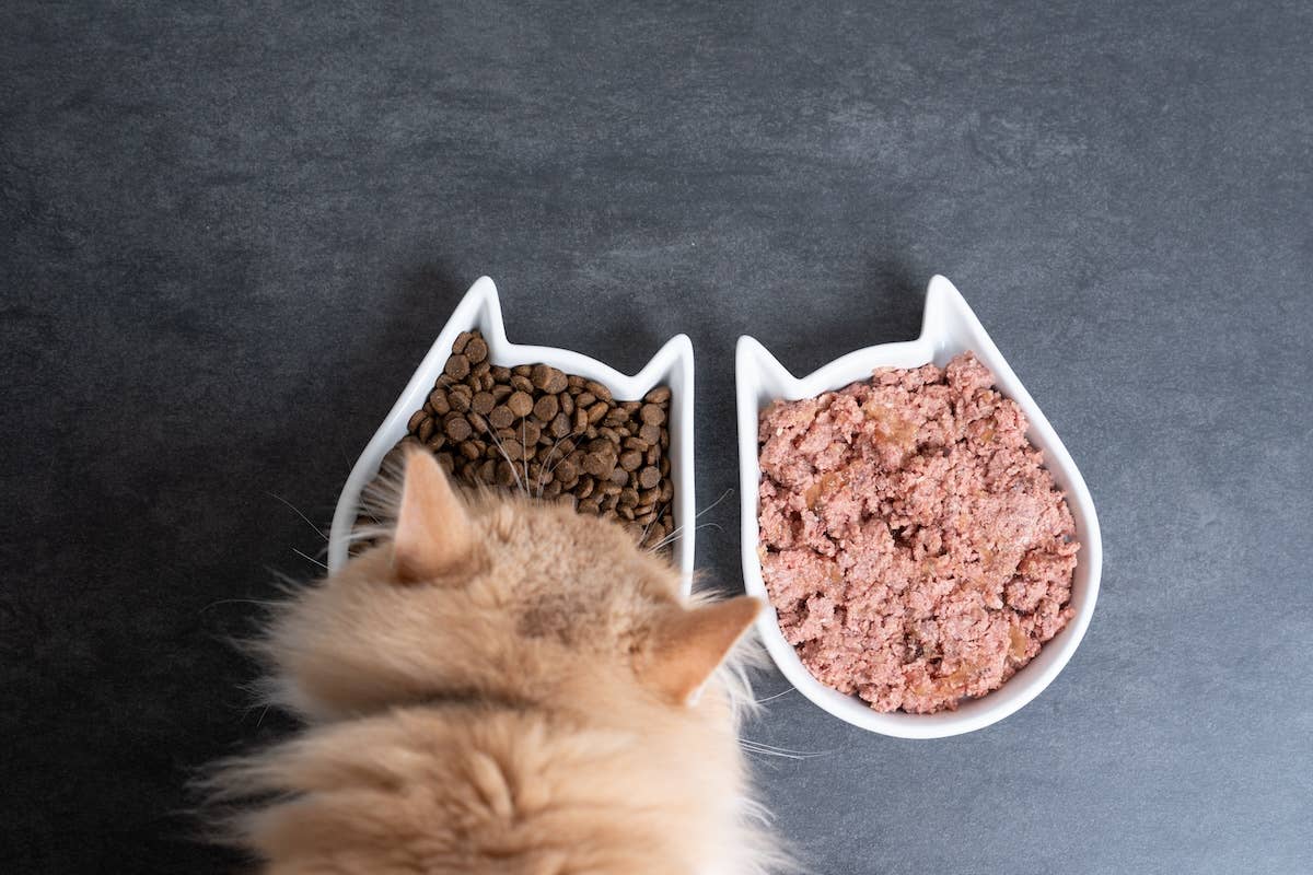 Maine Coon Kitten's Enormous 'Toe Beans' Are So Cute People Can't Take ...