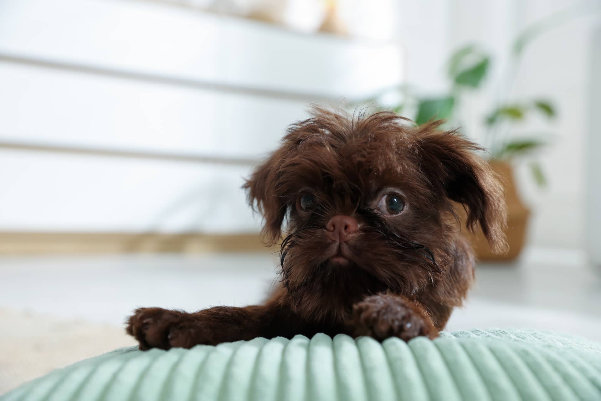 7 Dogs with Beards and Moustaches, According to Experts (Pictures and ...