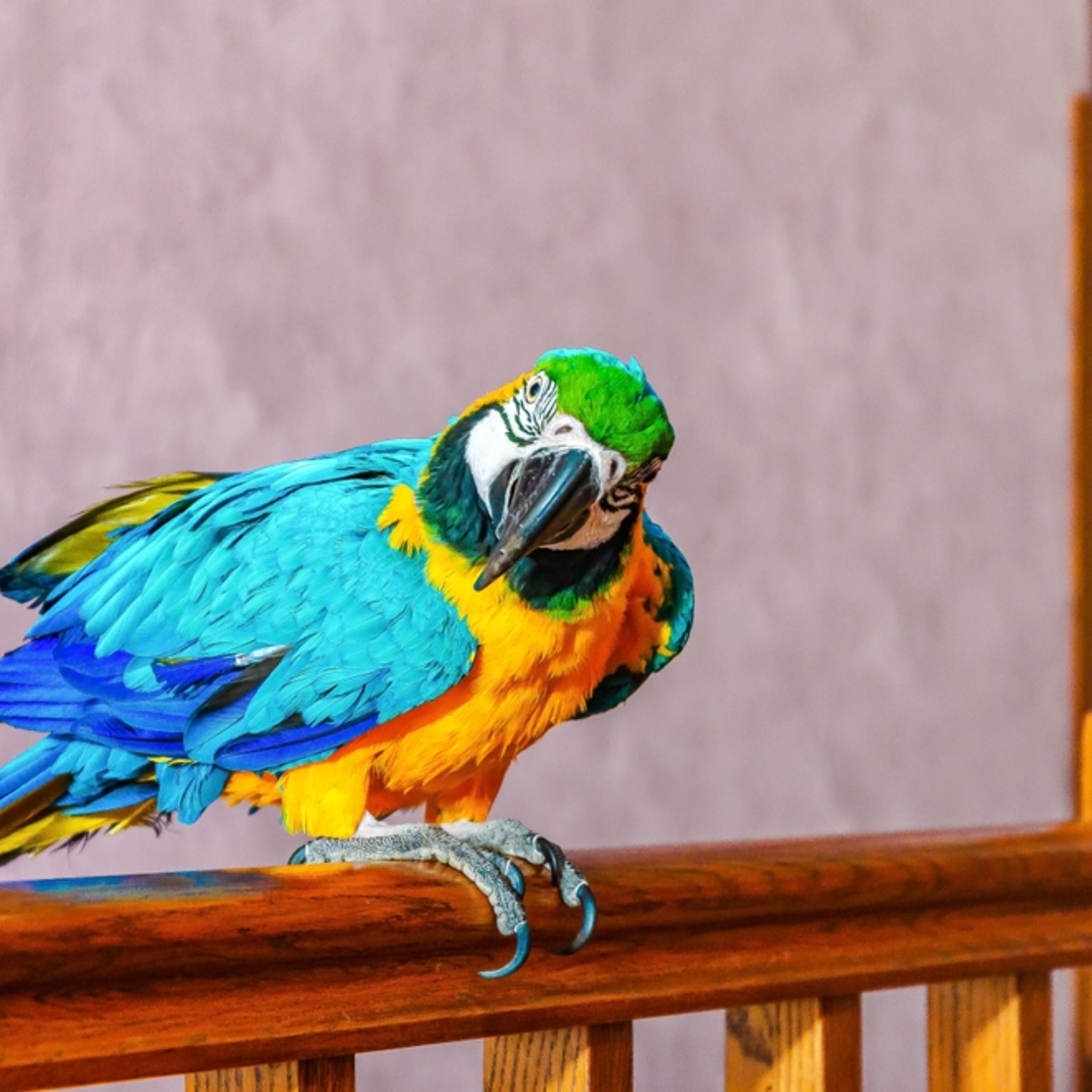 White Scottish Fold Cat Lounging in the Sink Has One Brain Cell Working ...