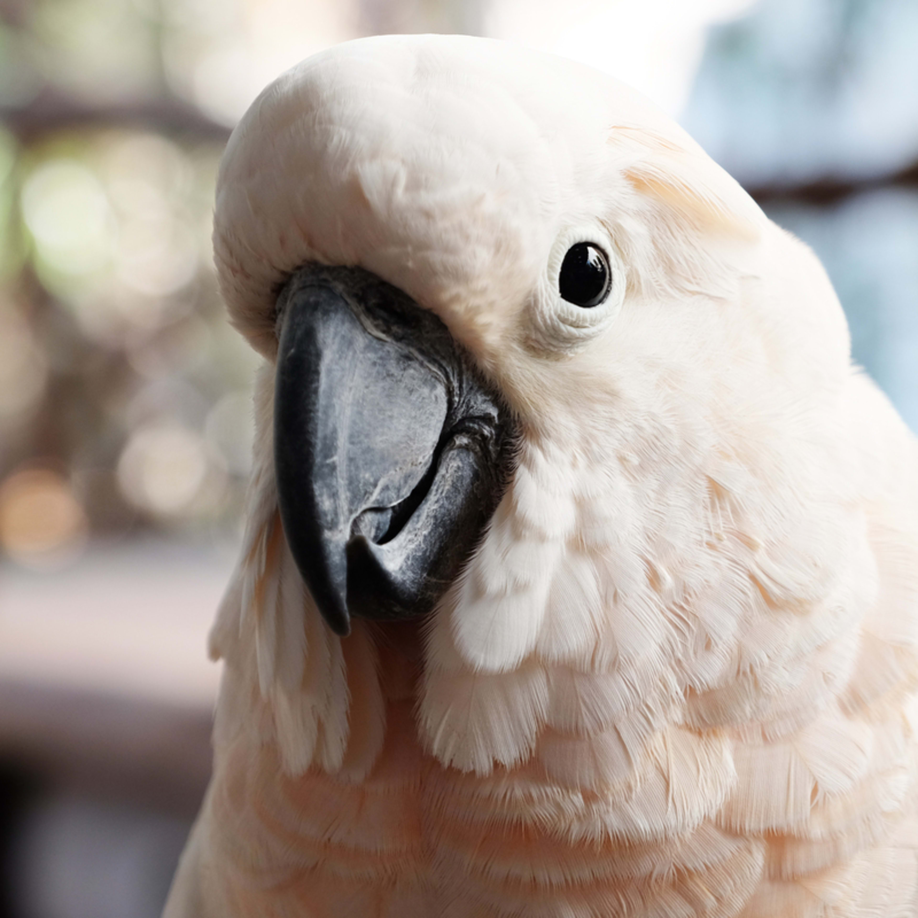 Cockatoo Turns String Into Pasta and Can’t Stop Snacking - Parade Pets