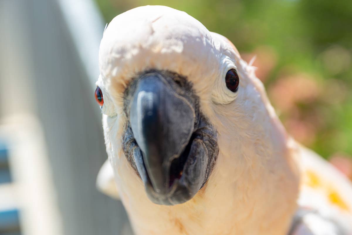 Cockatoo's Human-Like Conversation with Dad Is Too Cute to Resist ...