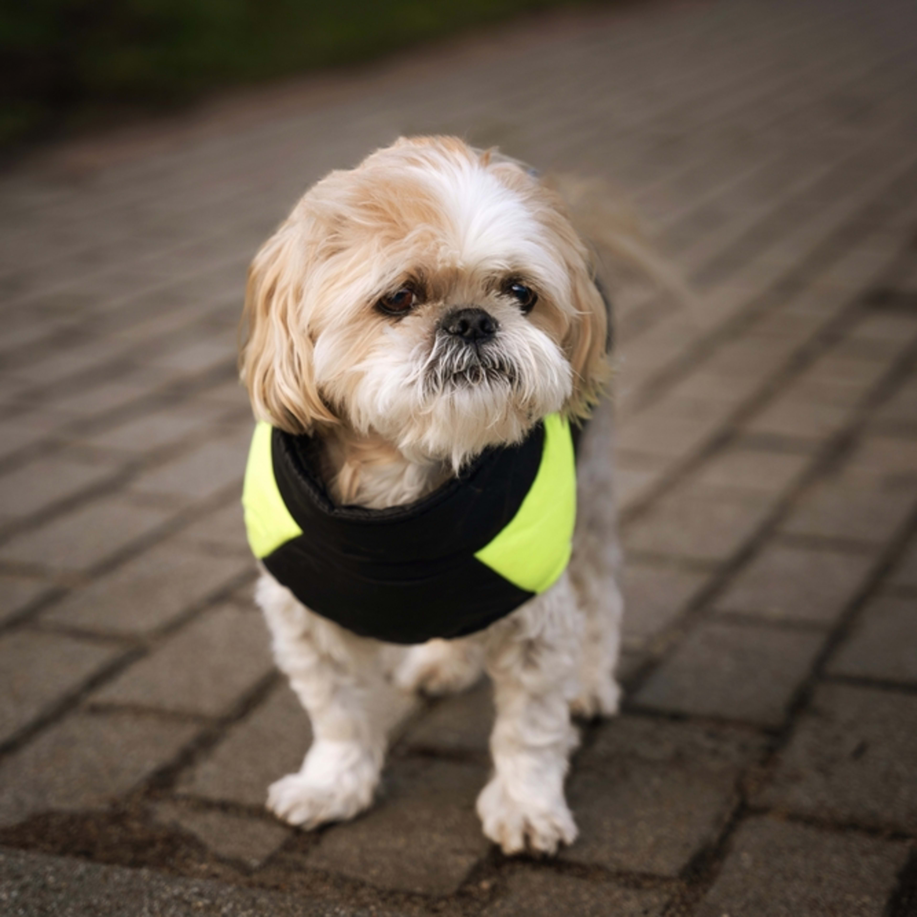 corgis fighting funny