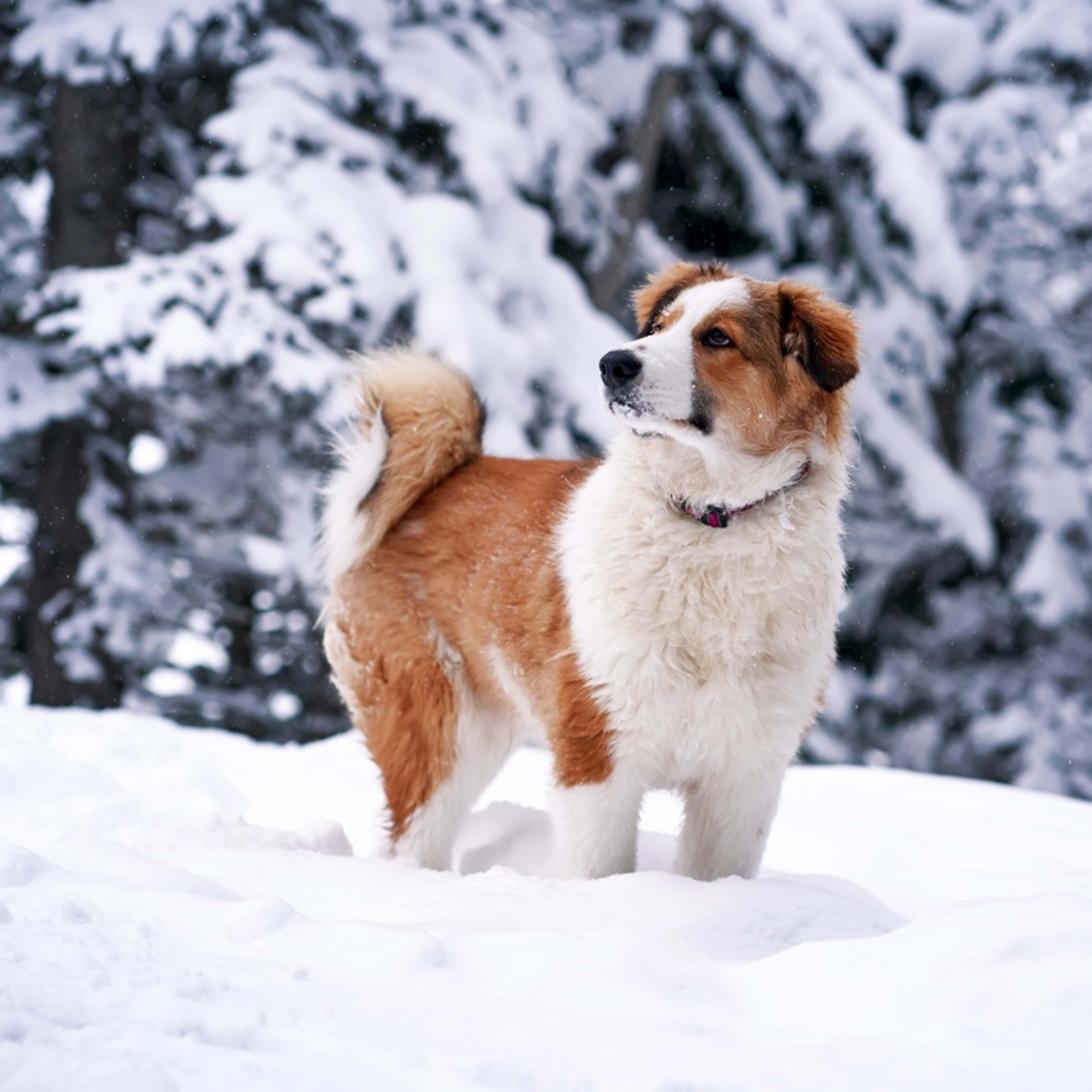Rare Chihuahua-Chinese Crested Mix Looks Like a Creature From 'The Dark ...