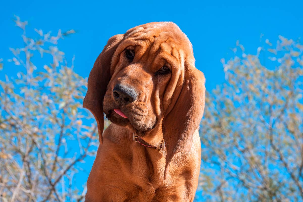 5 Yellow Dog Breeds, According to Experts - Parade Pets