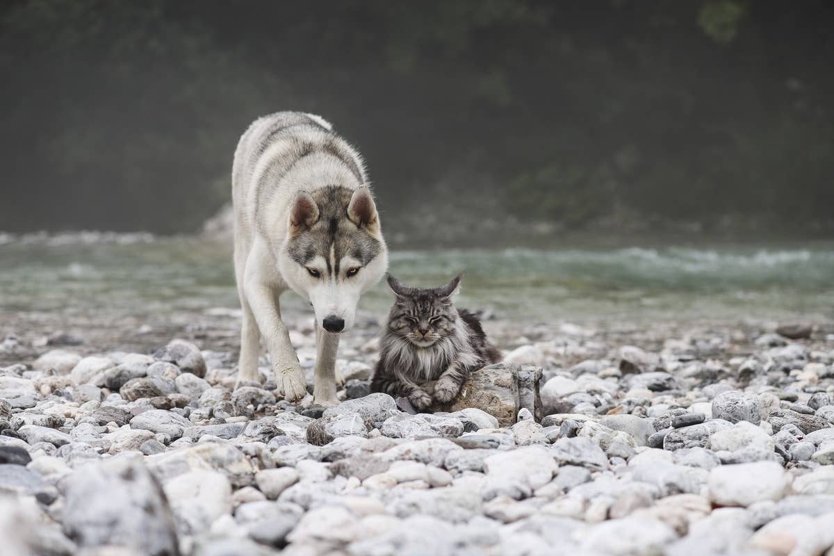 Wolfdog Parents Show Why You Need to 'Wolf-Proof' Your Kitchen and ...