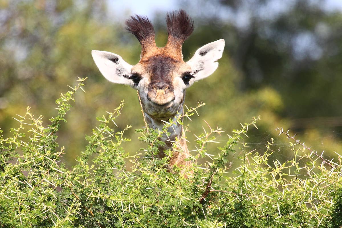 New Baby Giraffe at Toledo Zoo Has the Most Adorable Bonus 'Feature ...