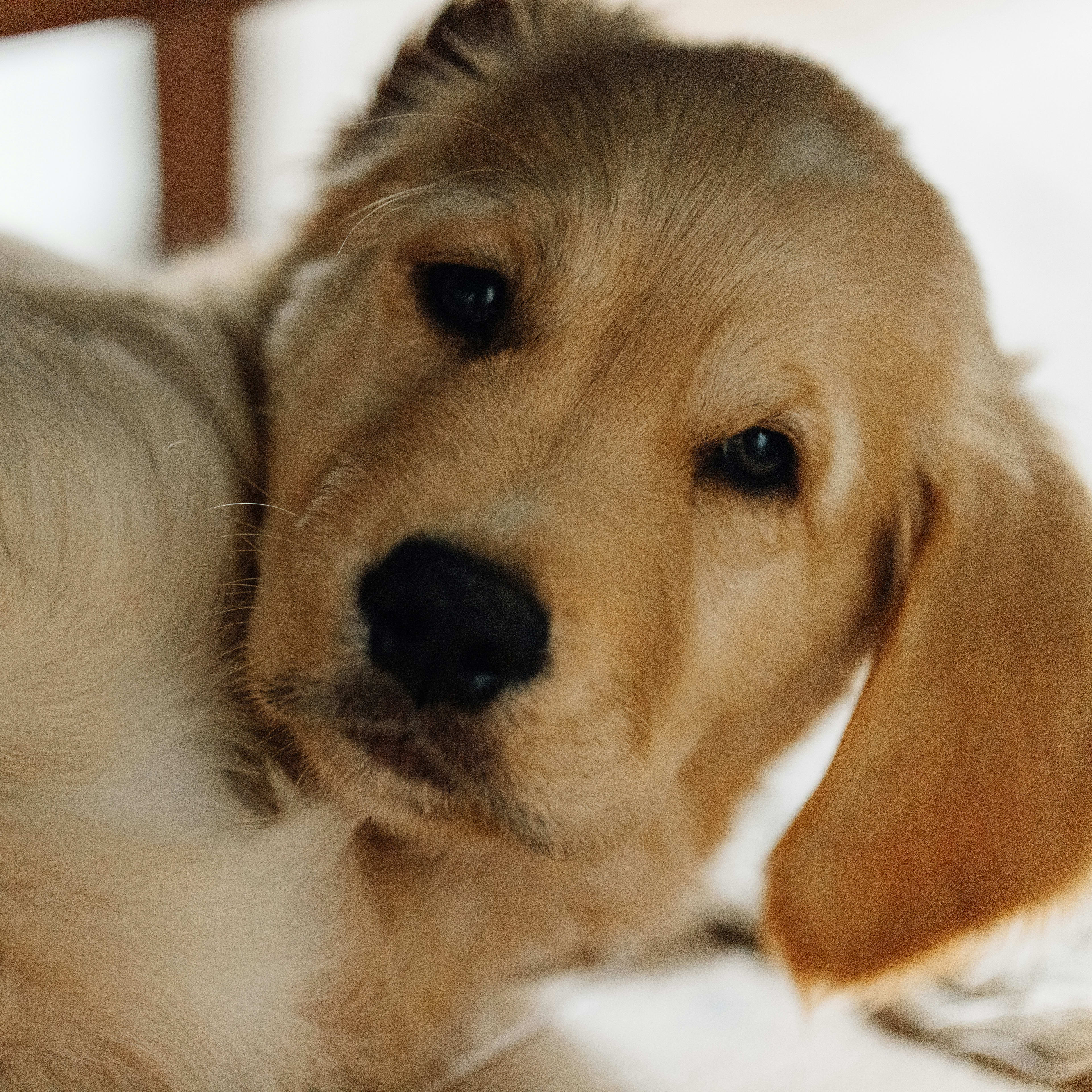 Rescue Golden Retriever Steals Pillows for the Most Uncomfortable Nap ...