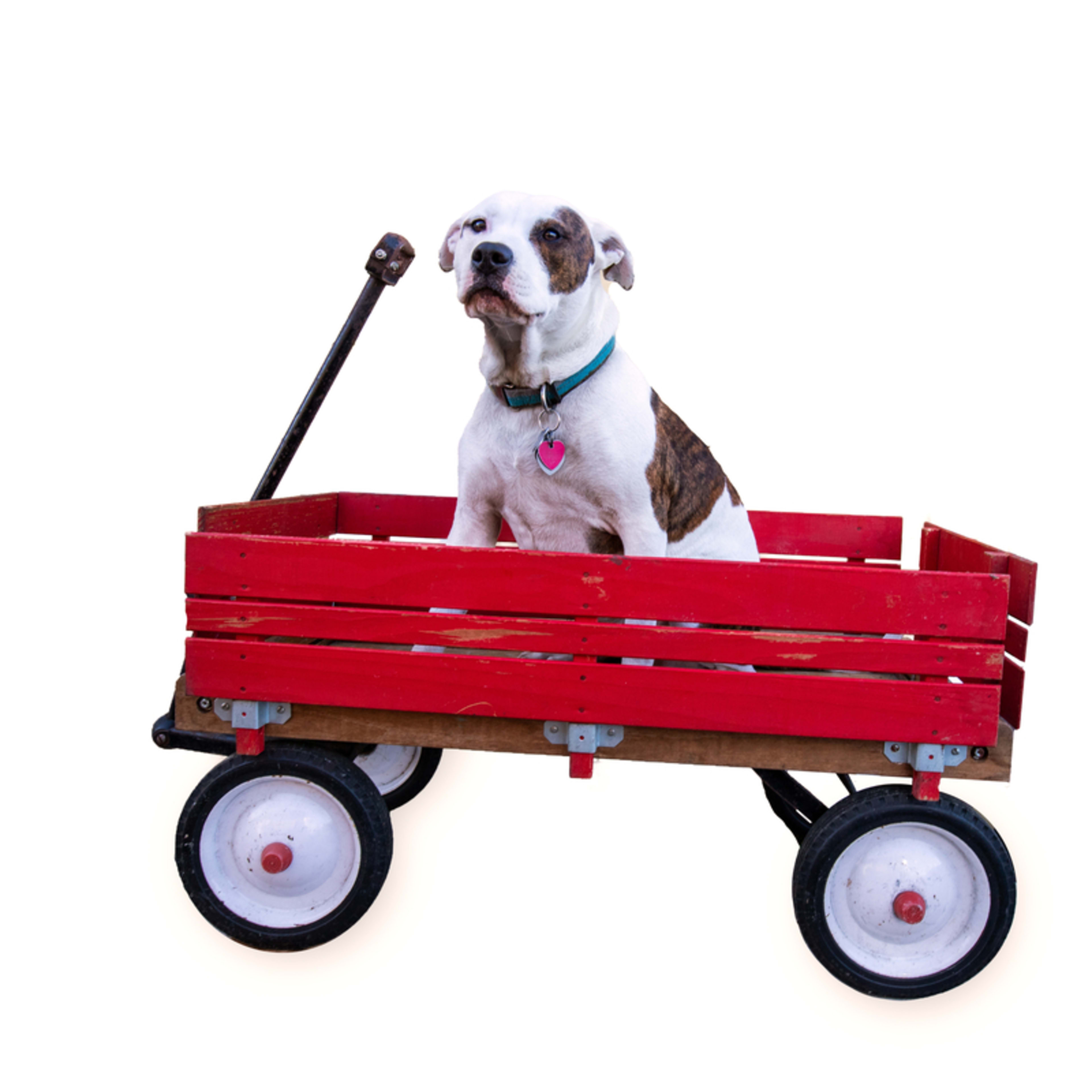 7 Best Dog Breeds for Single Women, Recommended by Experts - Parade Pets