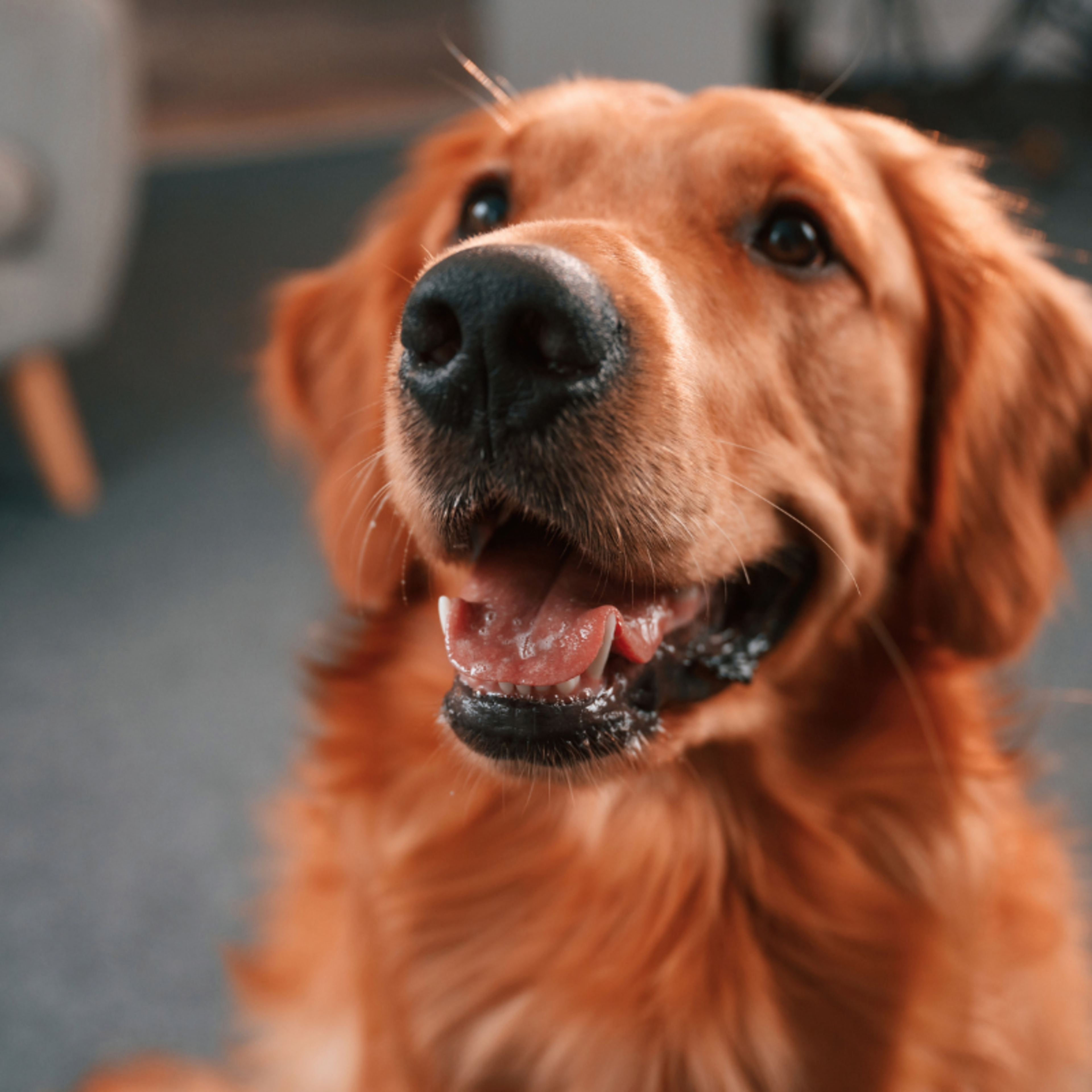 Golden Retriever Melts Into Pure Happiness While Mom Covers Him in ...
