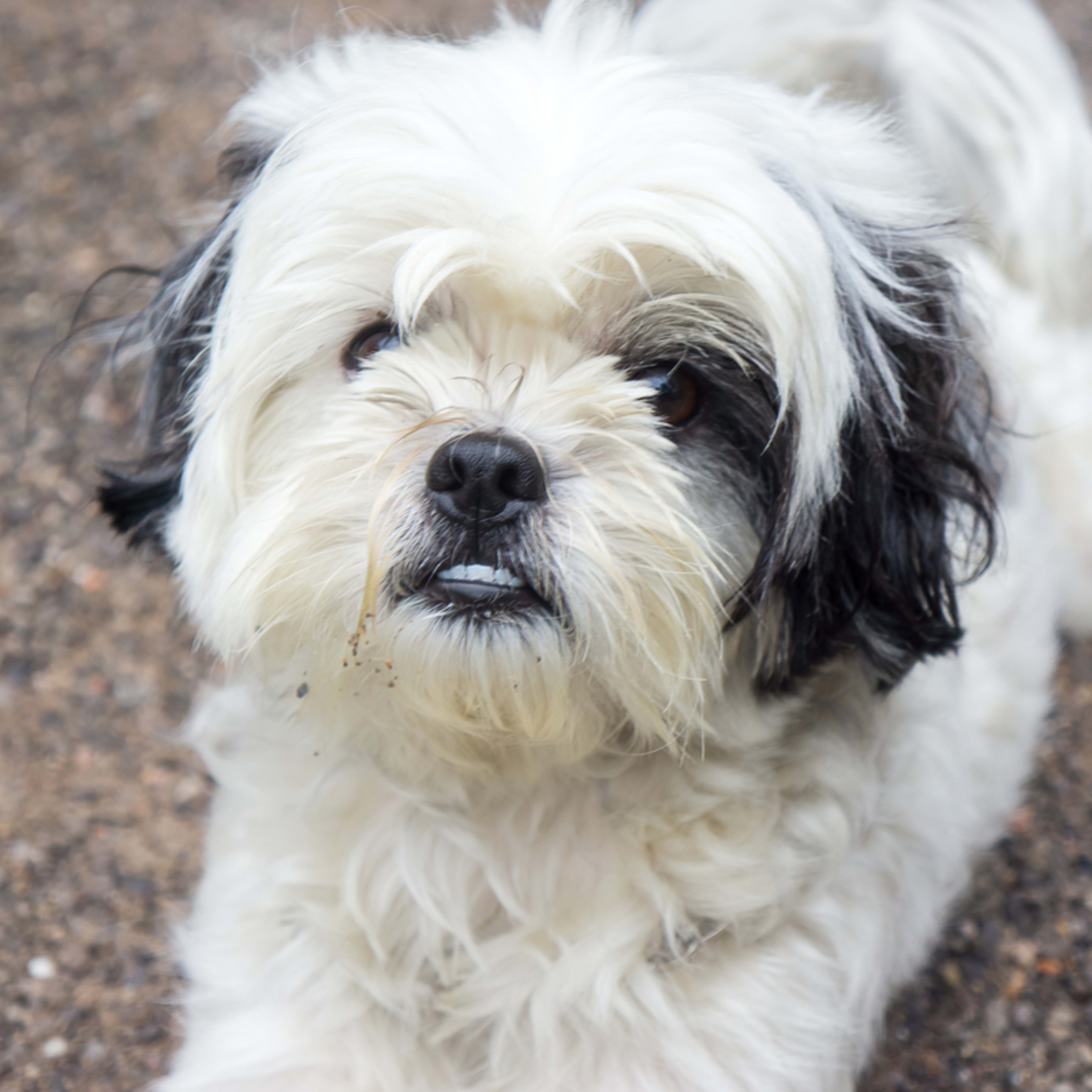 Shih-Tzu's Toddler-Style Tantrum Over Mom Not Going to Bed Is Too Cute ...