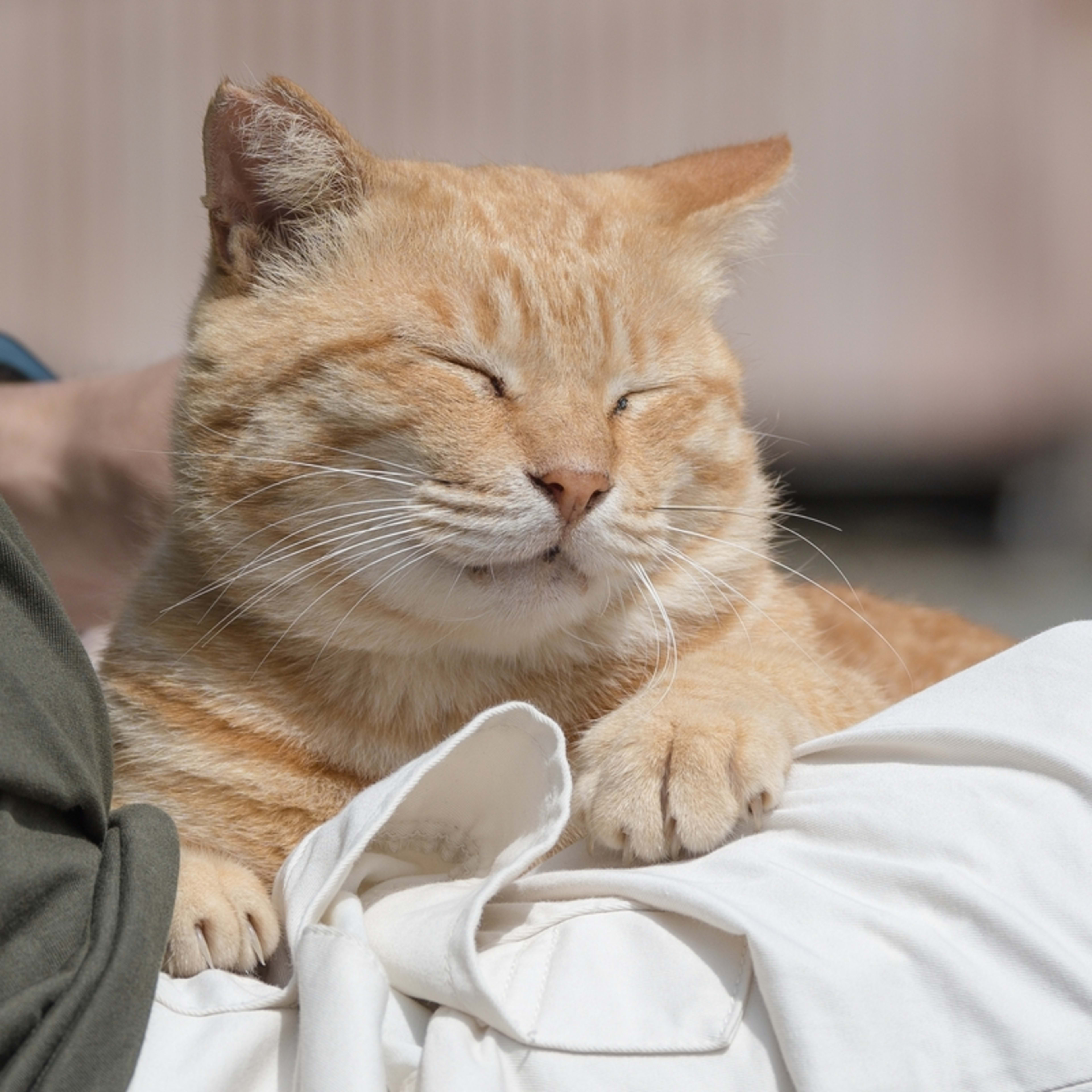 British Shorthair Cat Gives Birth and the Immediate Confusion Is All ...