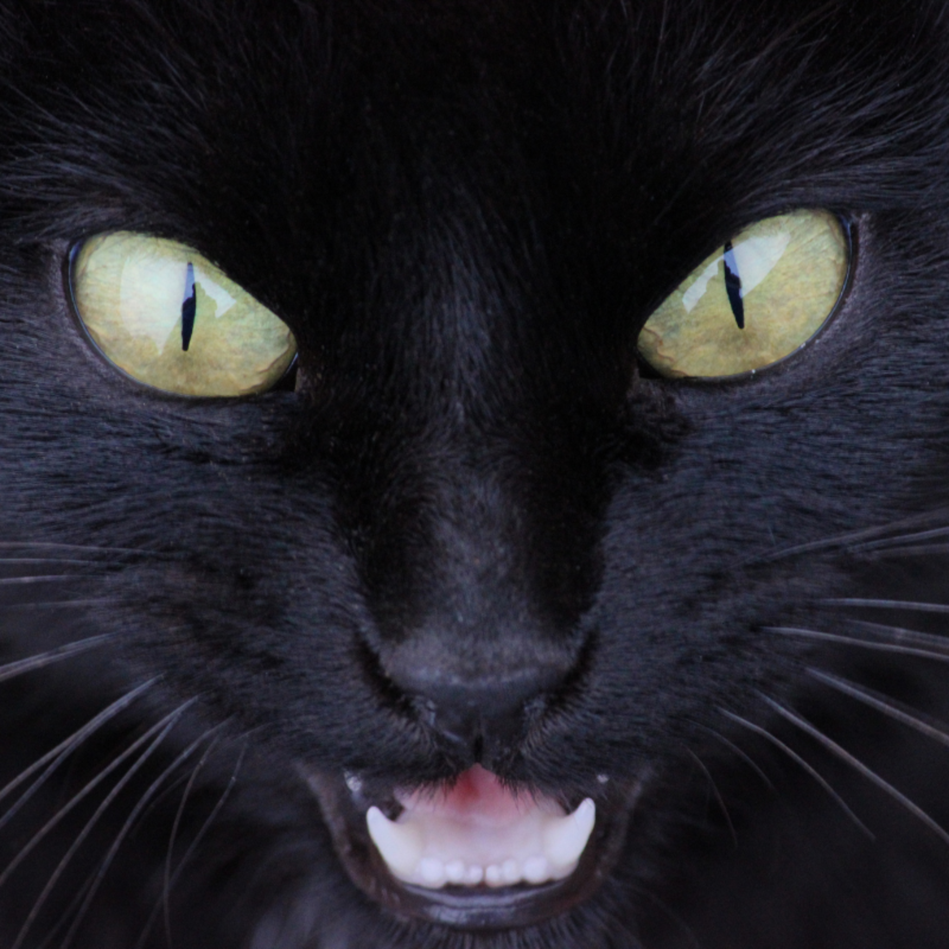 Costco's New 'Elegant' Cat Tree Is Chic and Functional - Parade Pets