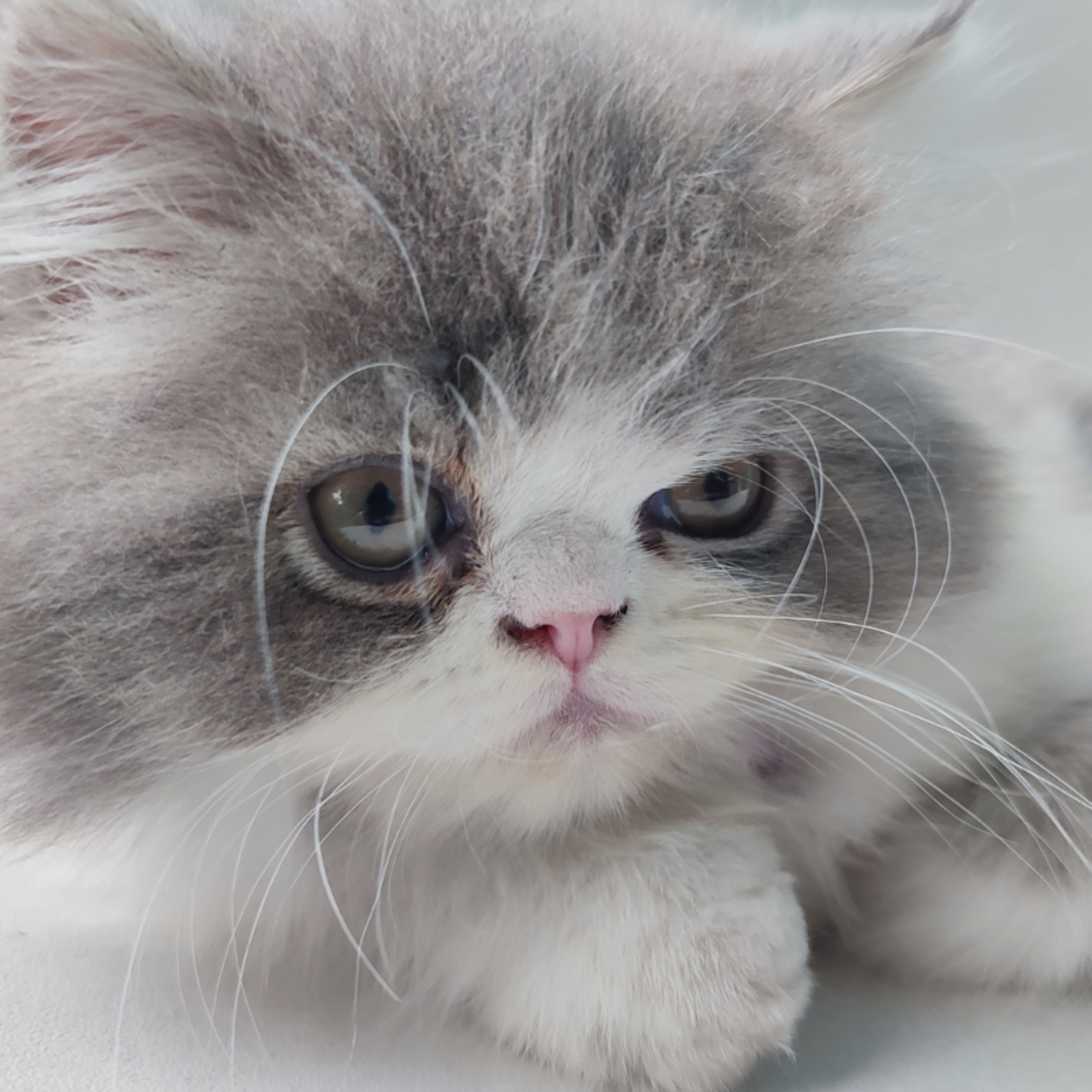 3-Legged Dog 'Finds Her Calling' Herding Goats and It's the Best ...