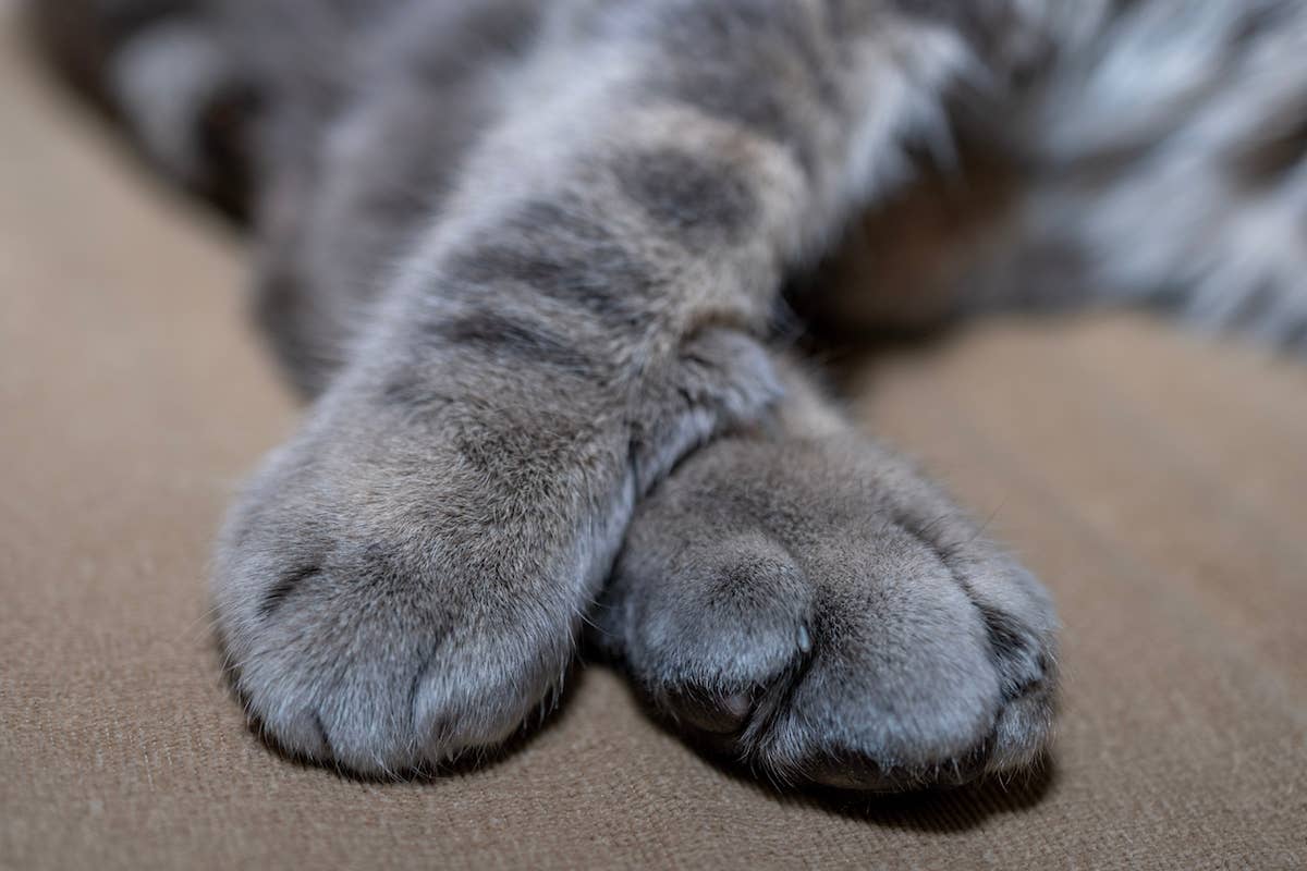 Tiny Grey Cat With the Biggest, Greenest Eyes Couldn’t Be Cuter ...