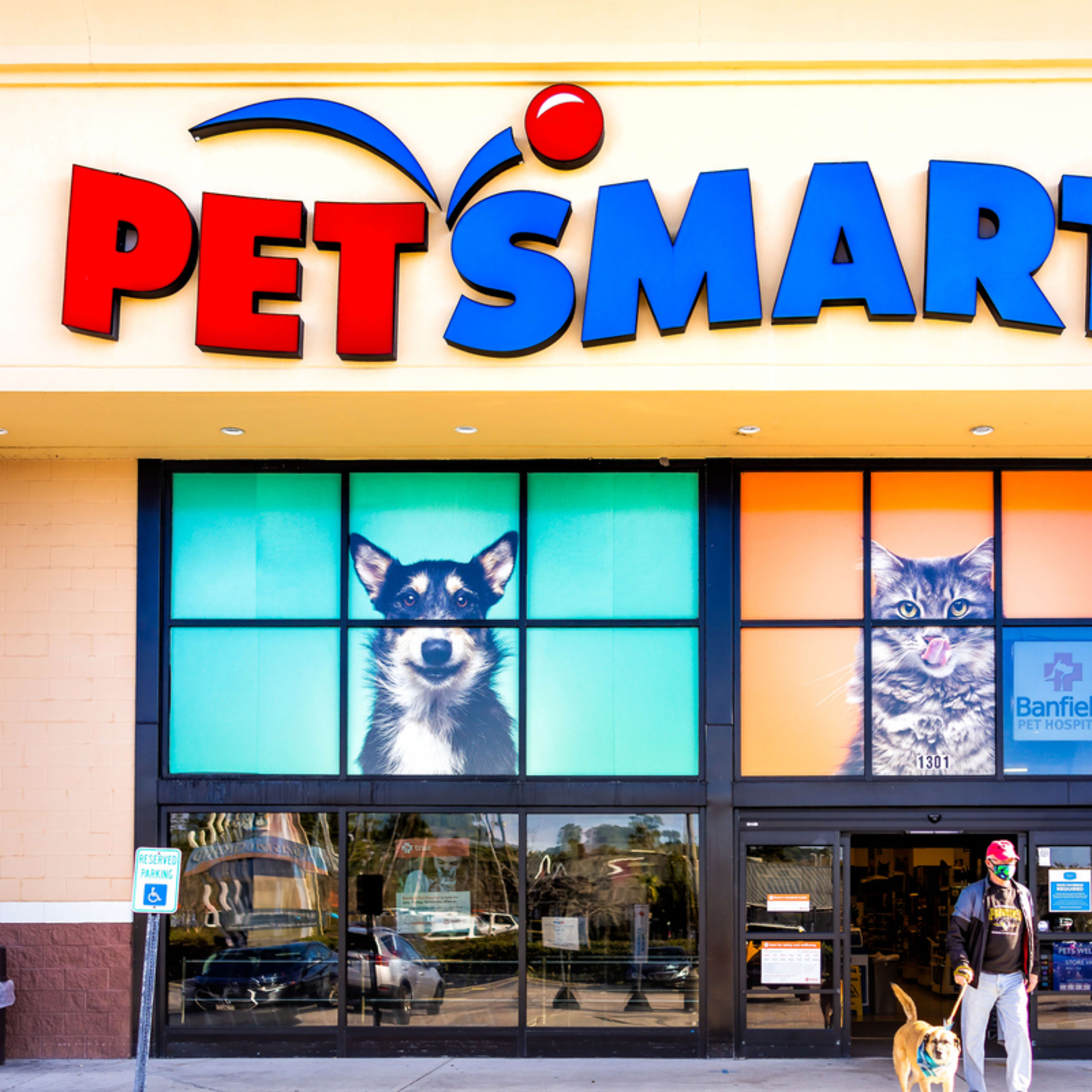 Rare ‘Blue Cheese’ Tortie Maine Coon Has the Prettiest Face - Parade Pets