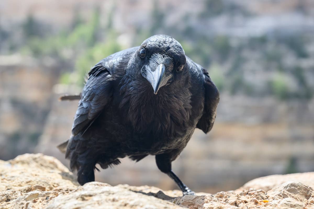 Sweet Raven Patiently Waits for Gourmet Breakfast Like Little Bird ...