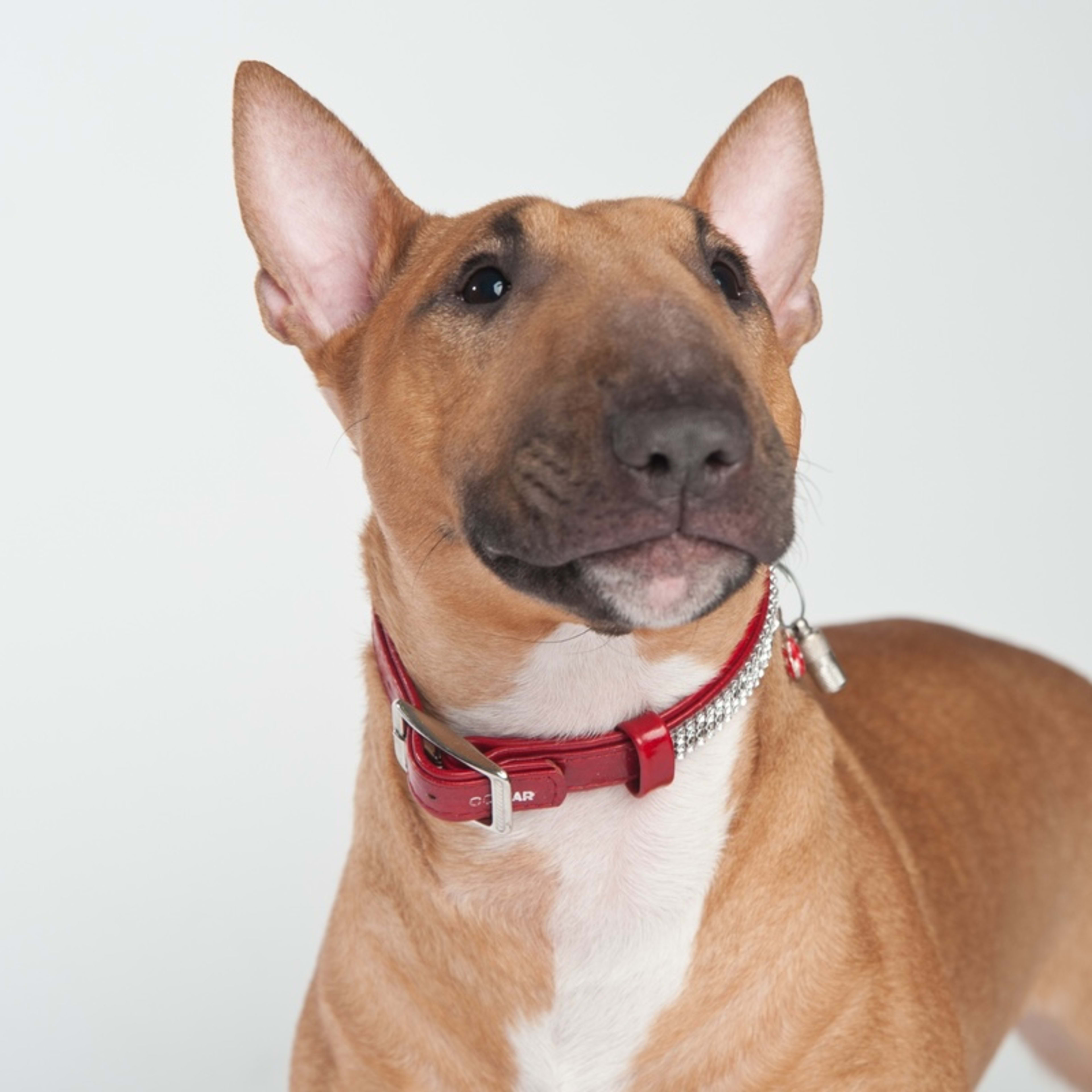 Smiling Bull Terrier Thinks Personal Space Is Optional With Mom ...