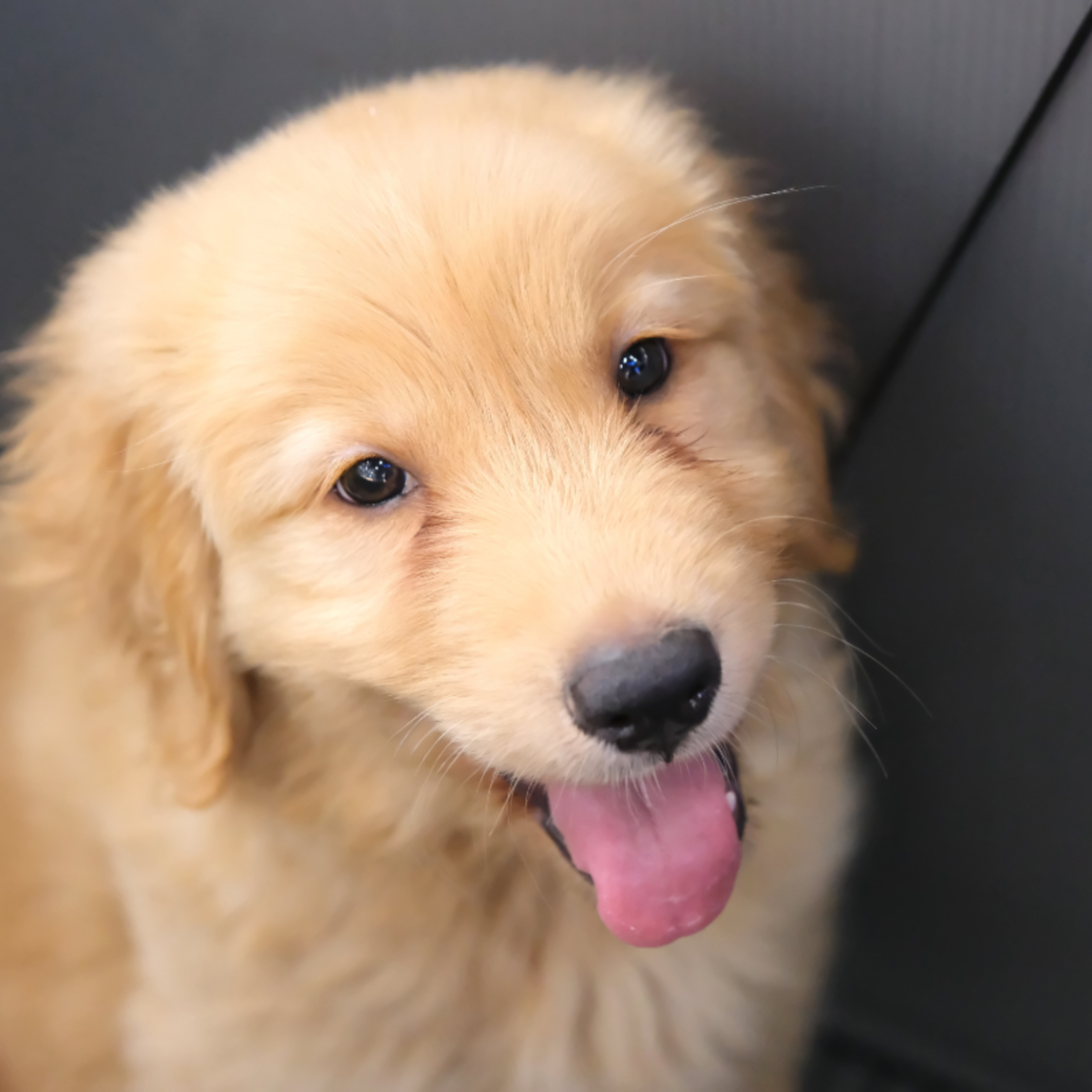 Golden Retriever Puppy Melts Into a Puddle During Belly Rubs - Parade Pets