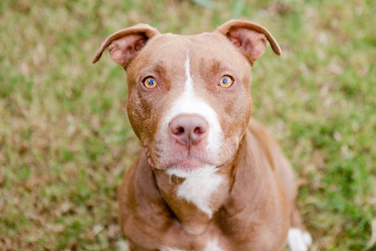 Famous Foster Mom Shares Emotional Update Following Abused Rescue Dog's ...