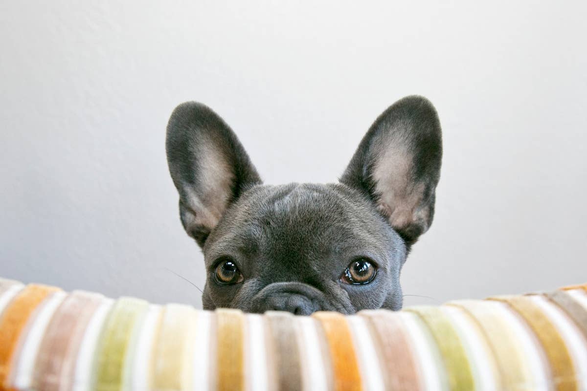 The Most Glamorous French Bulldogs Celebrate Their Birthday in Central ...