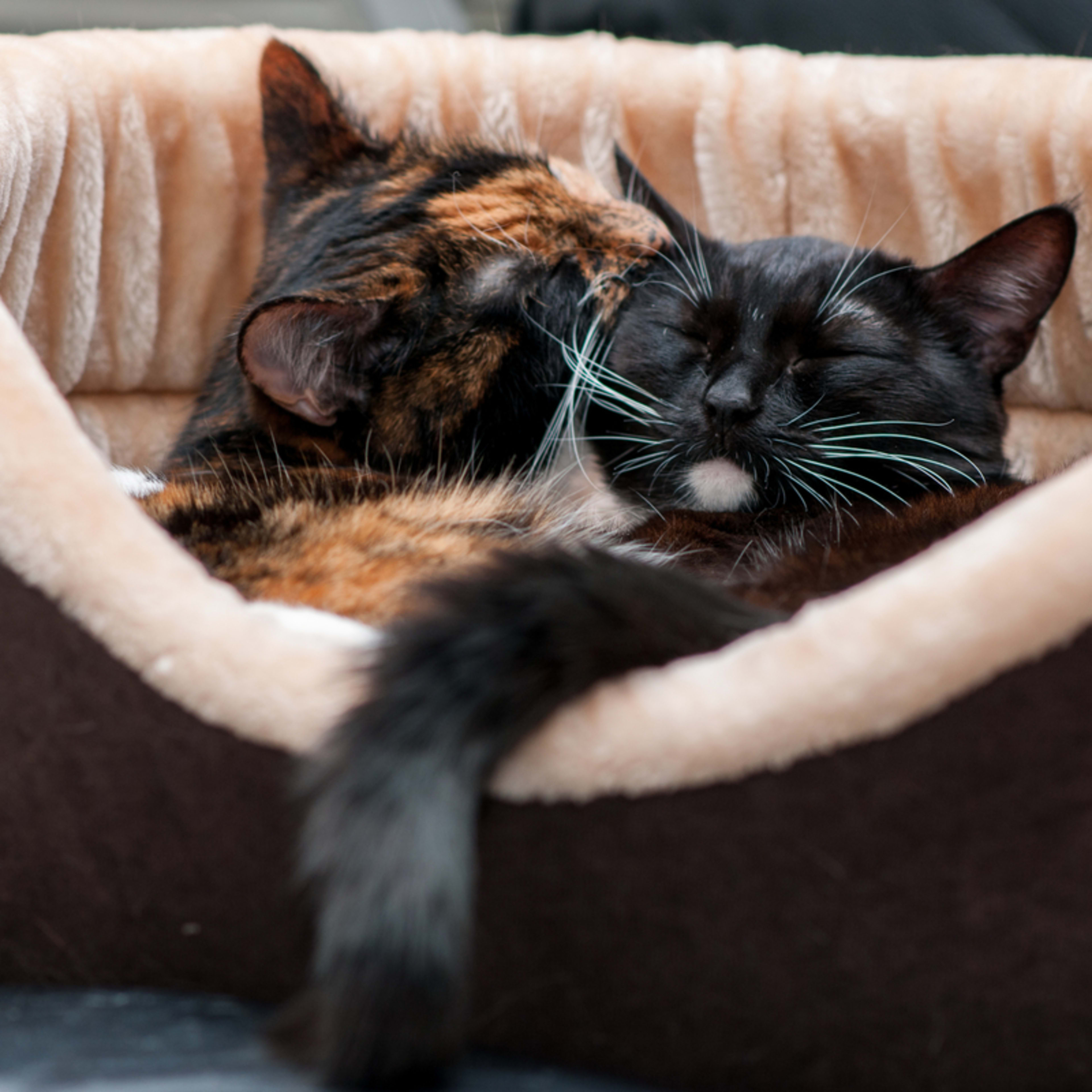 Colossal Tortoiseshell Cat Loves Big Brother So Much She Groomed His ...