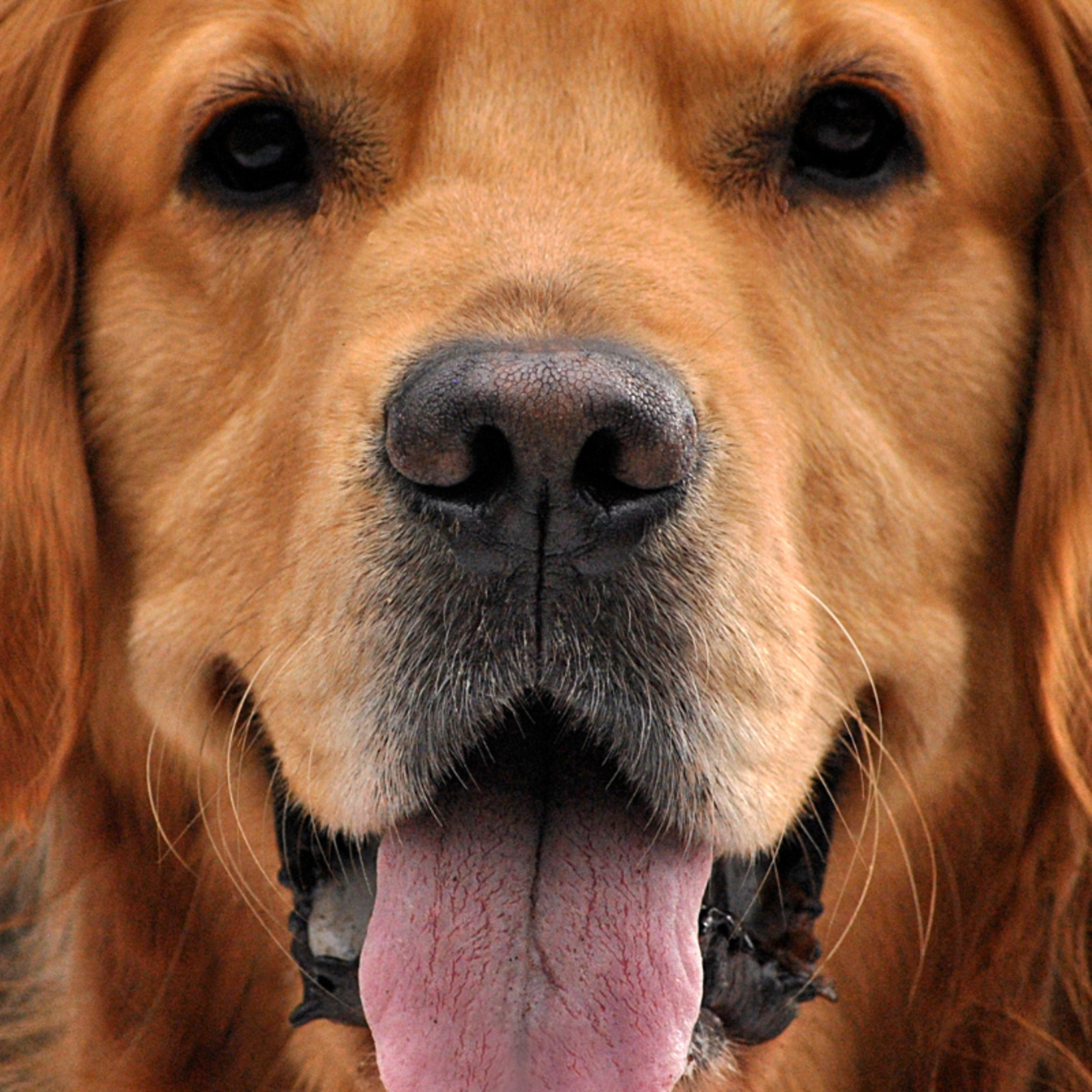 13-Year-Old Golden Retriever Has an Outlined, Heart-Shaped 'Sugar Face ...